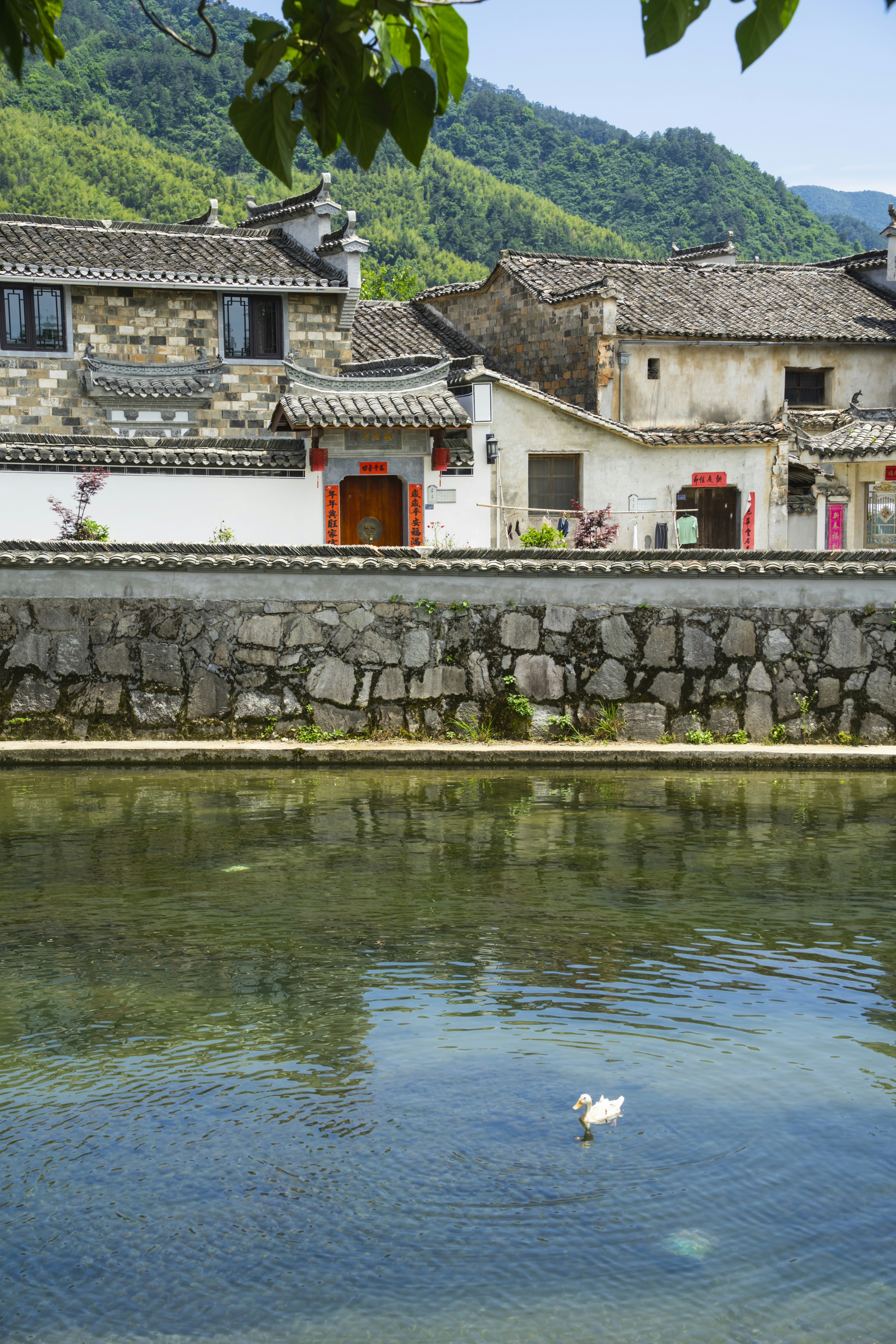 Canalfront Quiet: White Duck by a Stone-Walled Village Beneath Verdant Hills
