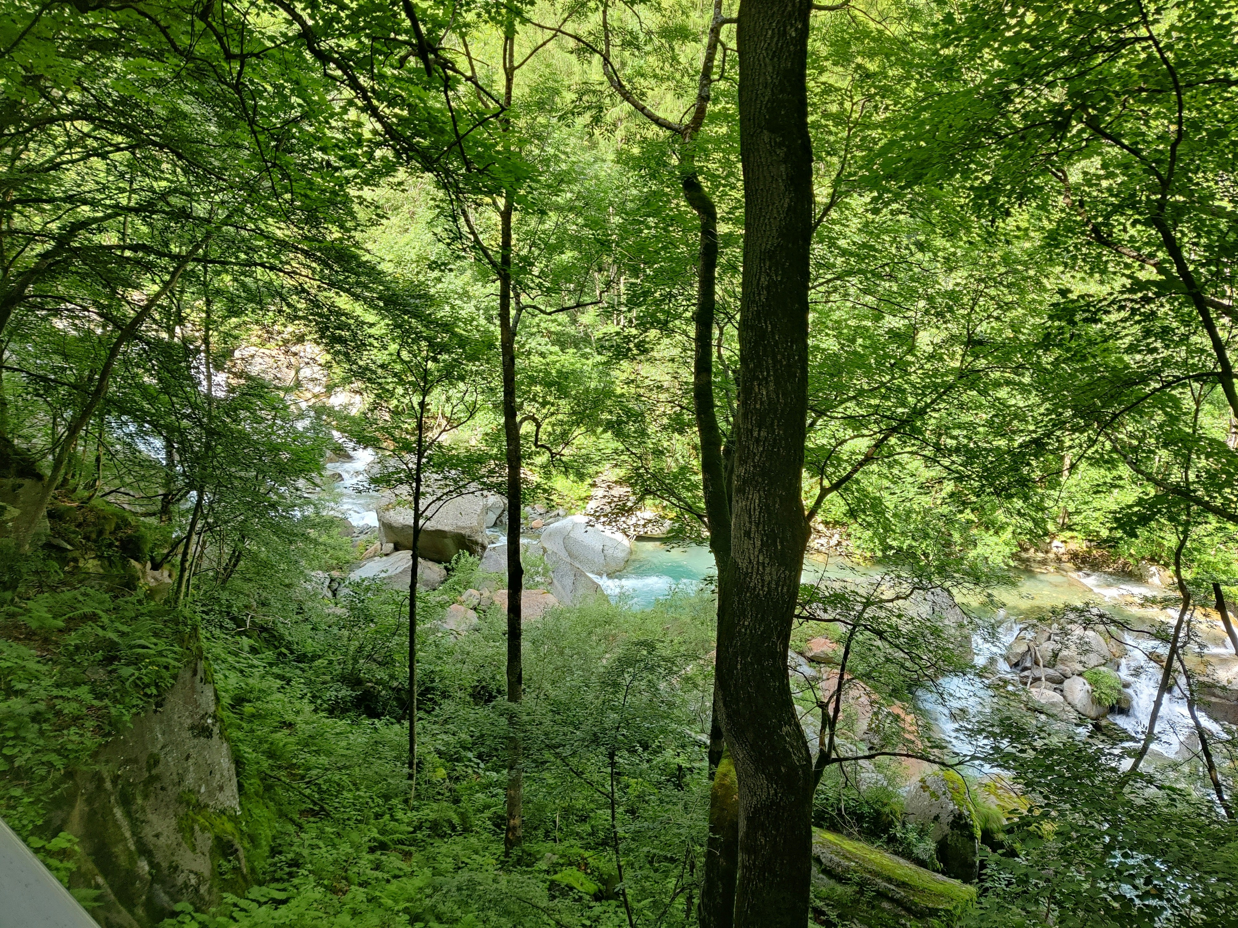Turquoise River Wends Through a Canopy of Green