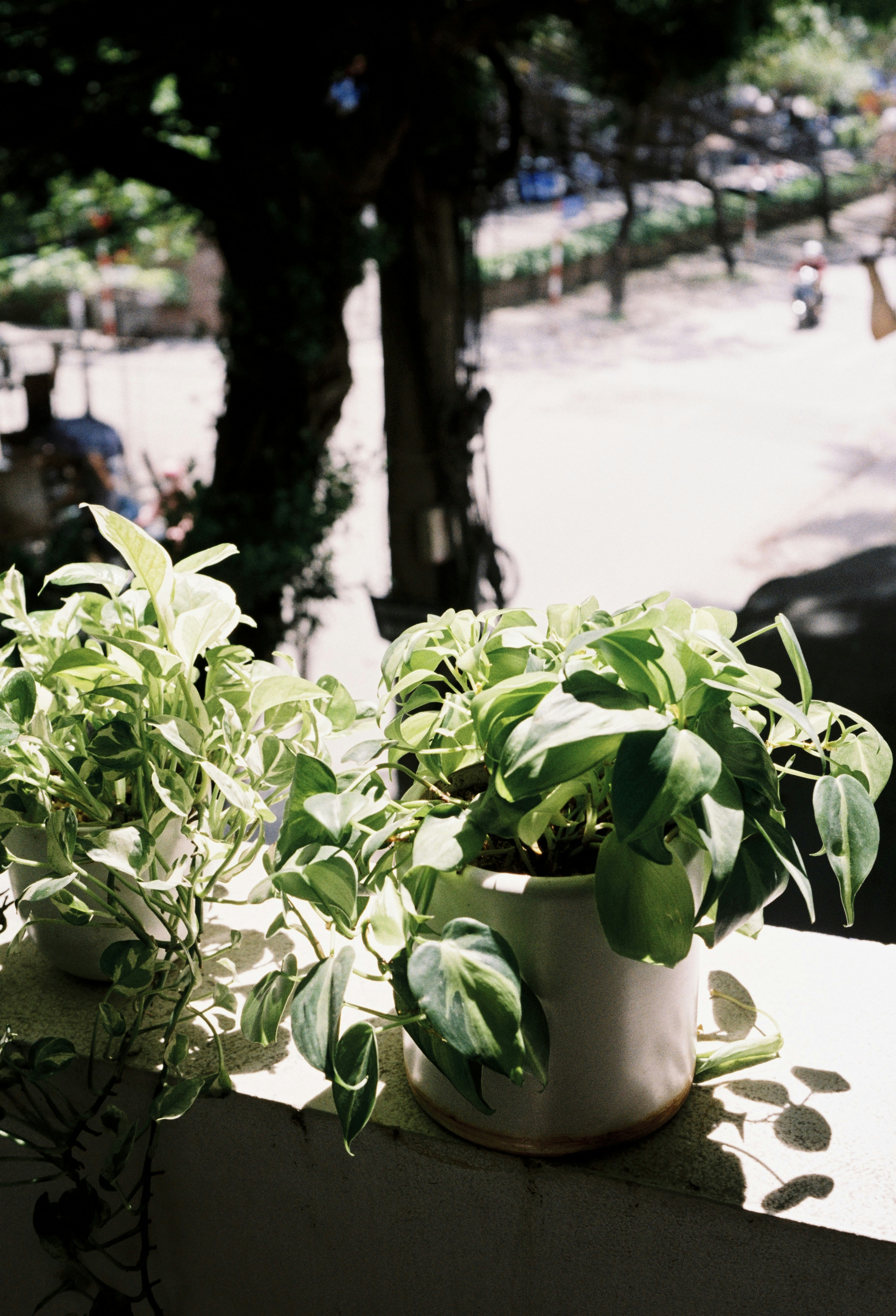 Sunlit Foliage on a Quiet City Balcony