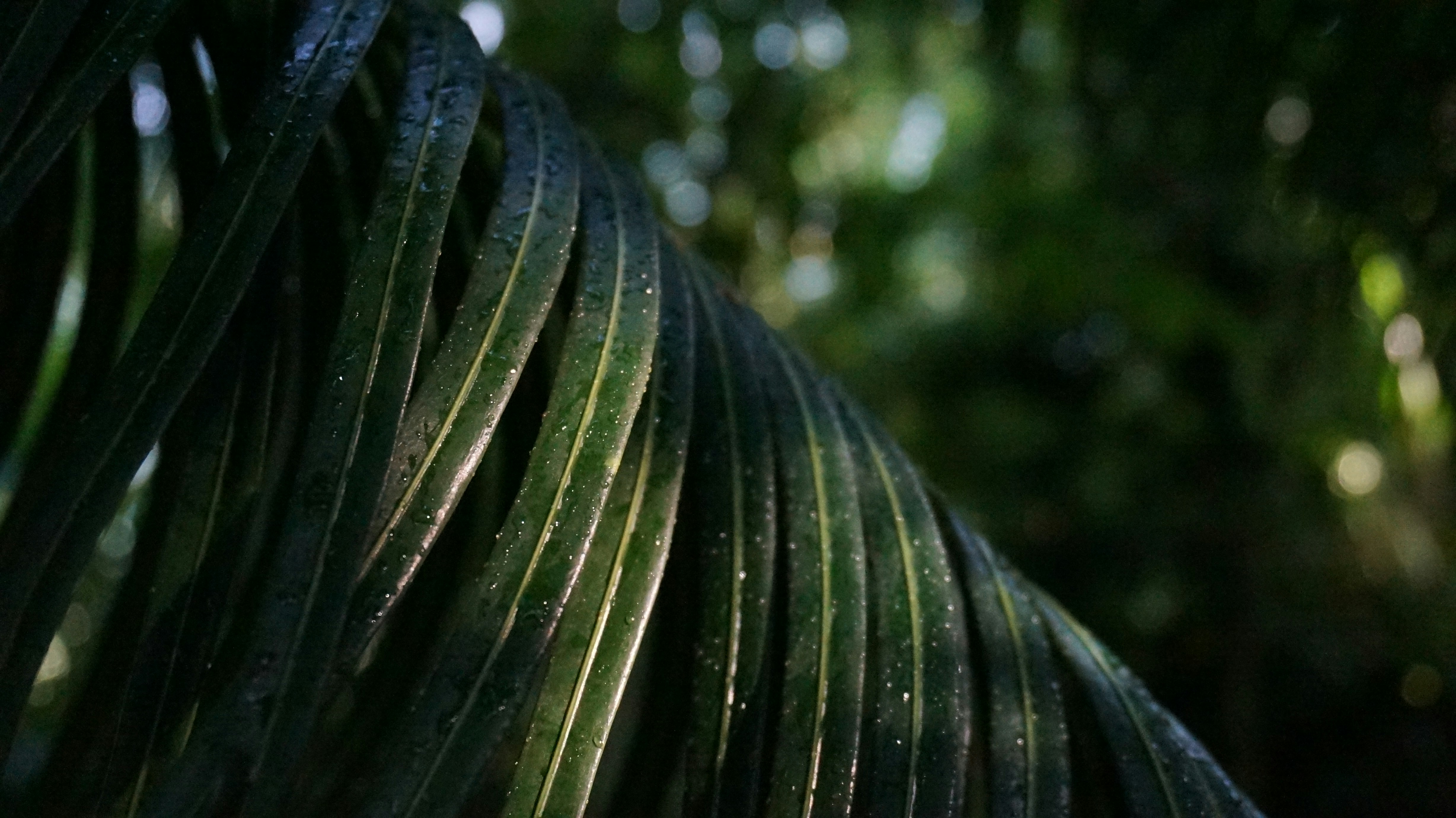 A close up of a palm tree with a blurry background