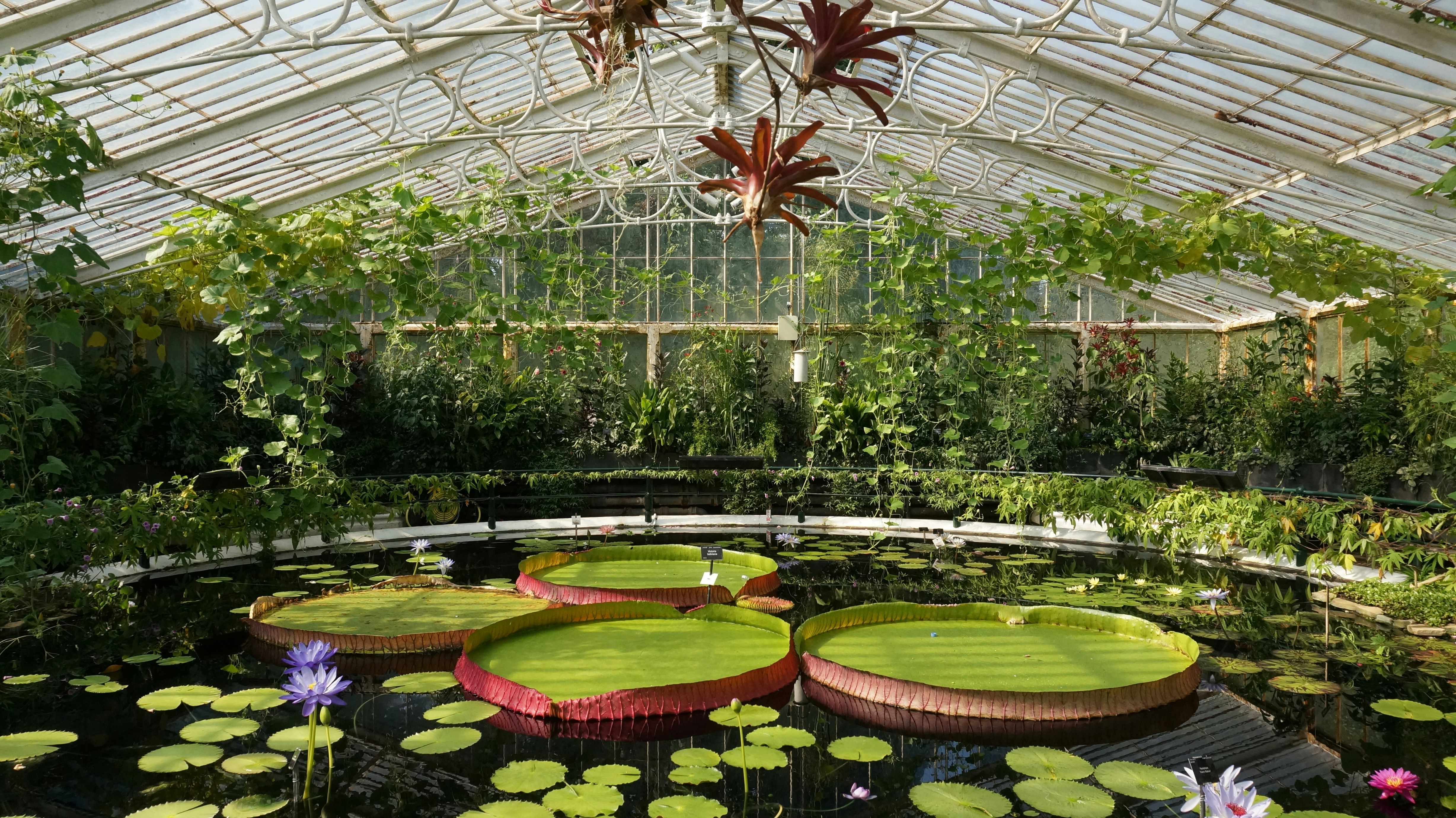 Circular Giants Float Across a Glasshouse Pond