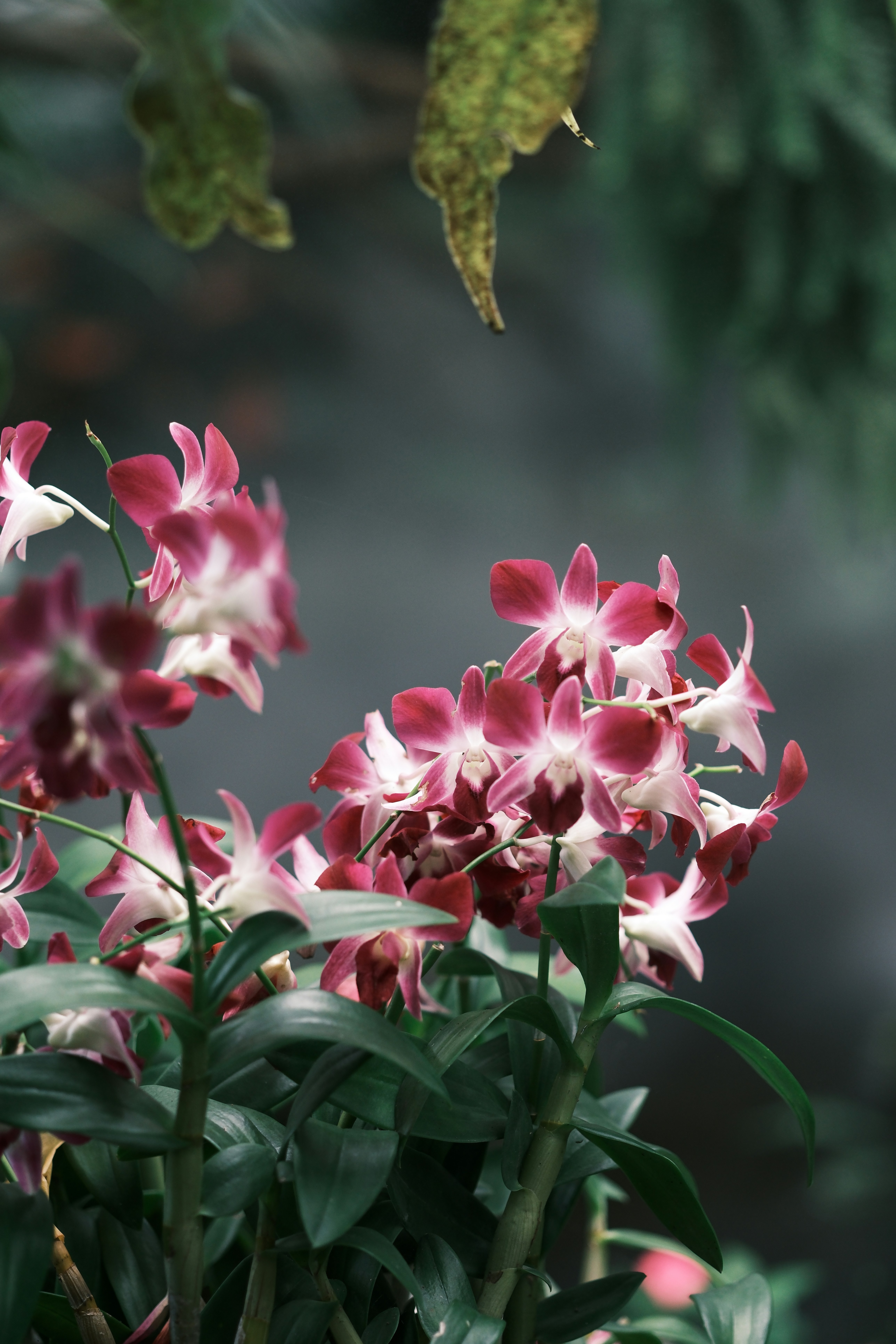 Whispered Pink Orchid Cascade in a Quiet Greenhouse