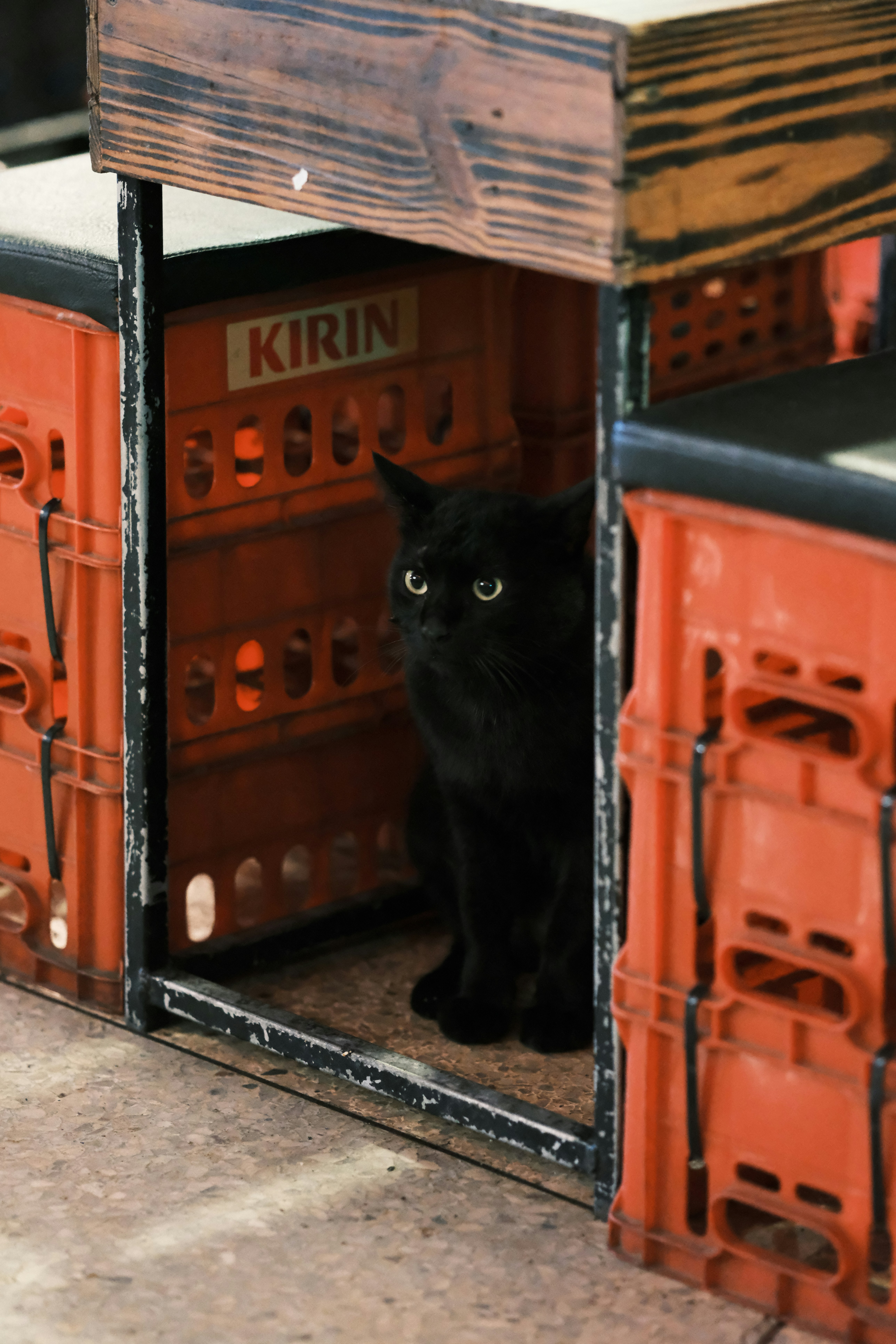 Shadowed Feline in a Crate Hideout
