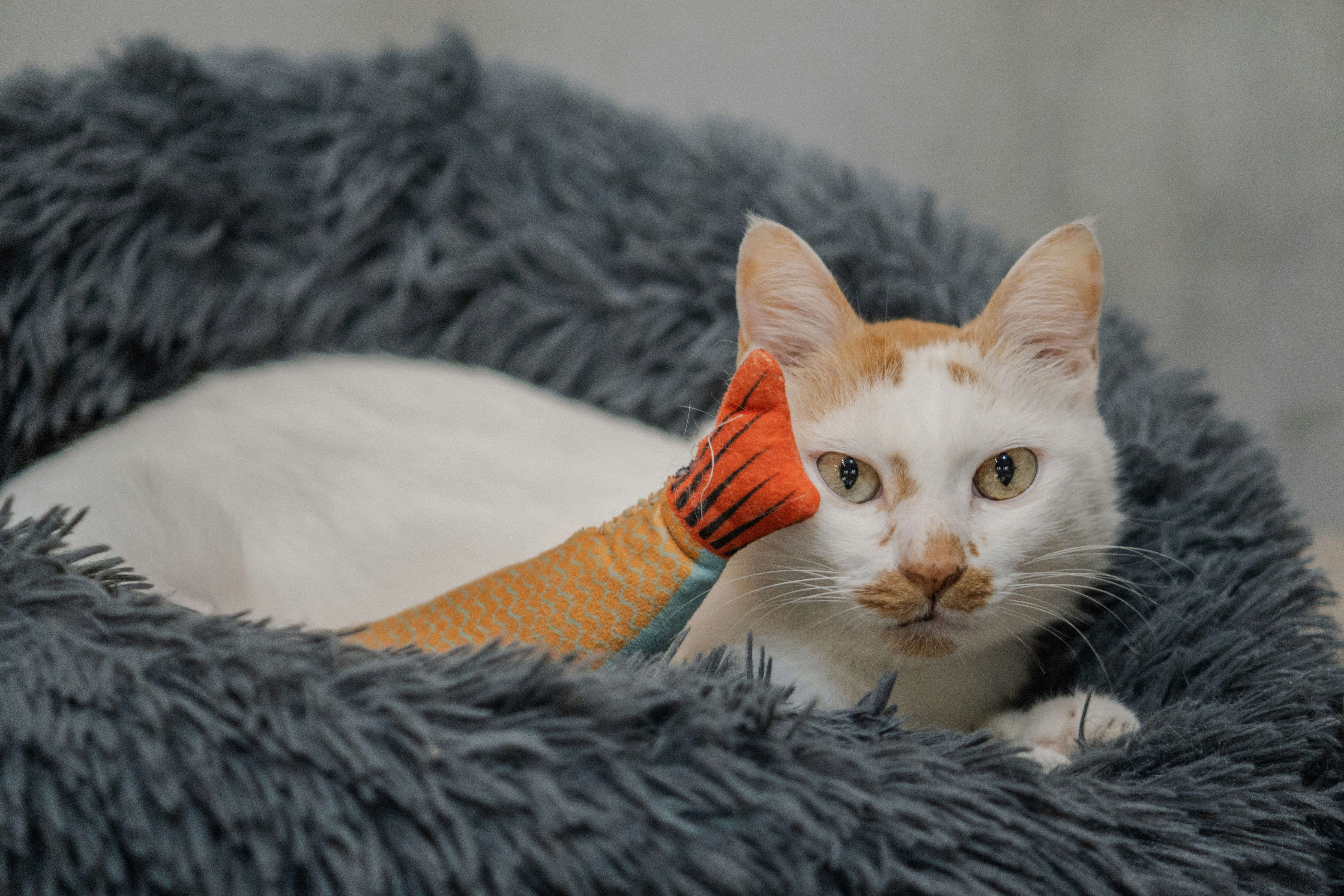 Curled in a Plush Hideaway: A Gentle Gaze from the Cat