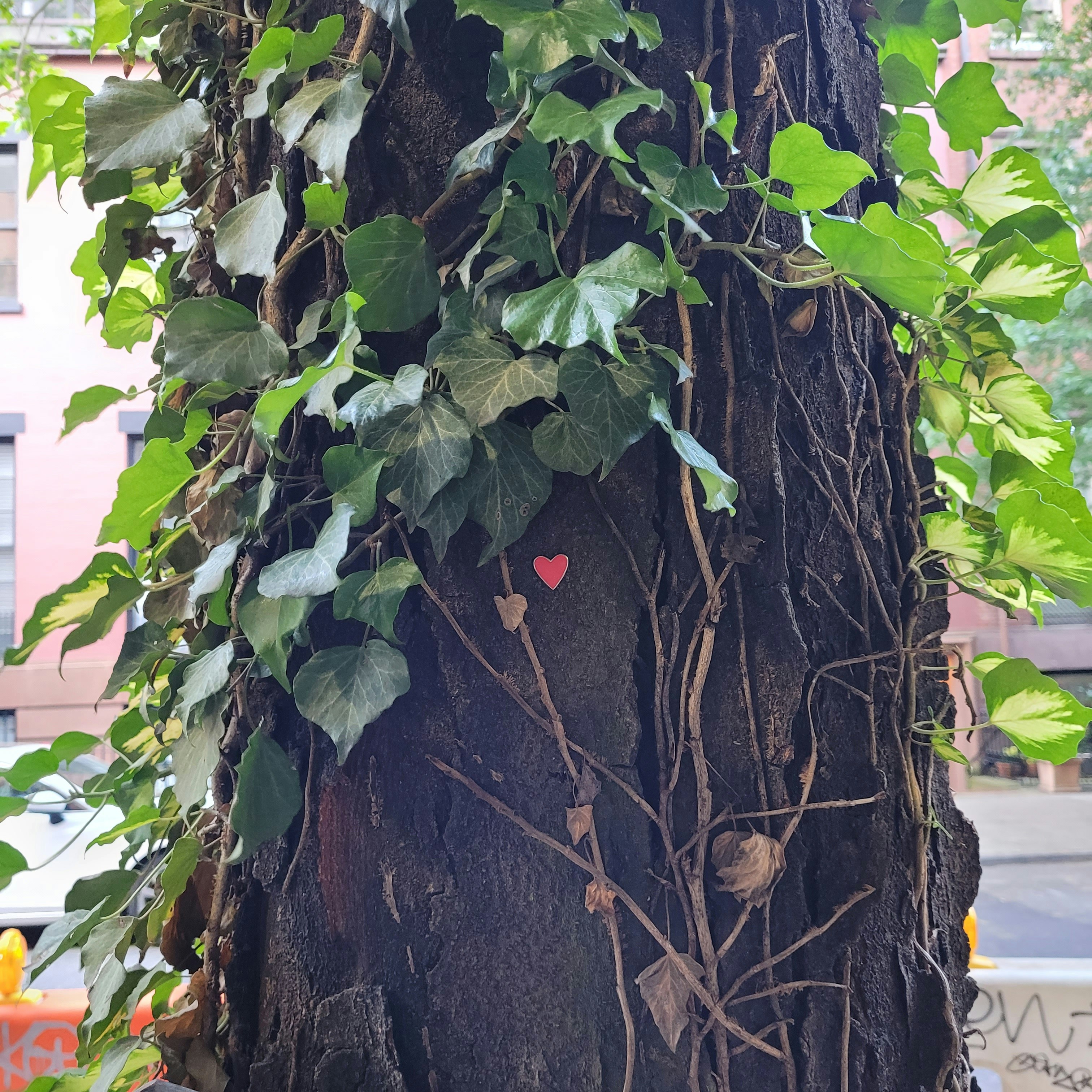 Heart on Bark: Ivy-Wrapped Trunk in a Quiet City Scene