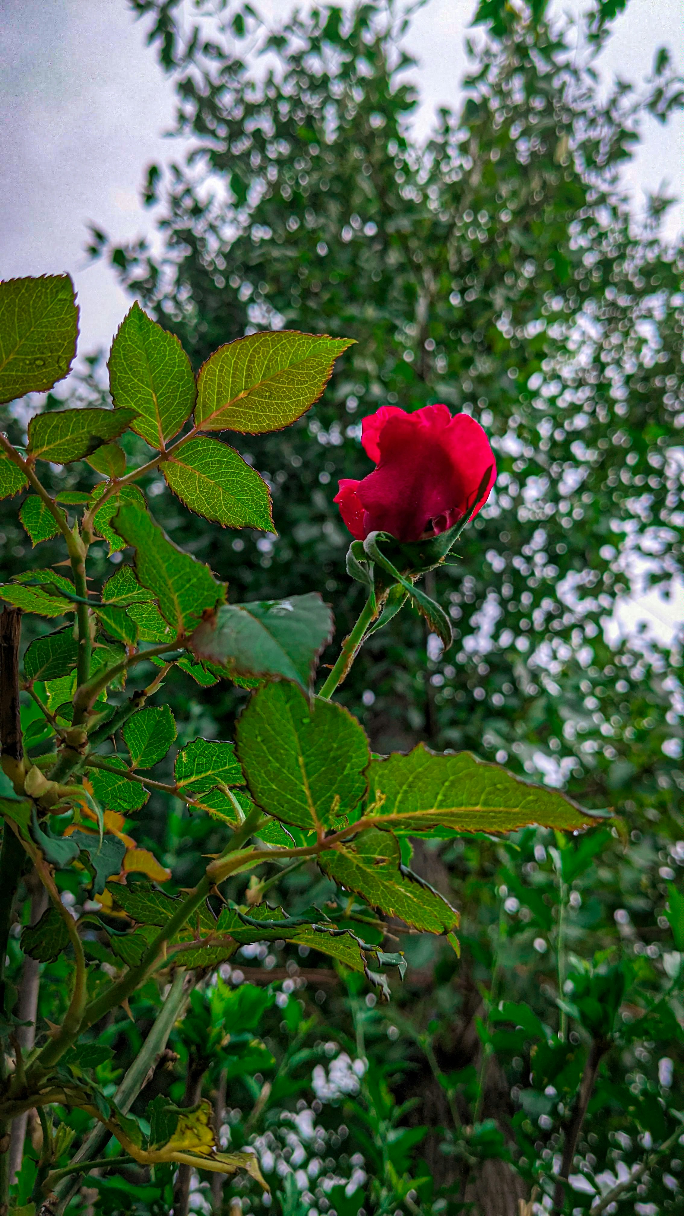 Close-up photograph of a red rosebud among green leaves with a softly blurred garden background.