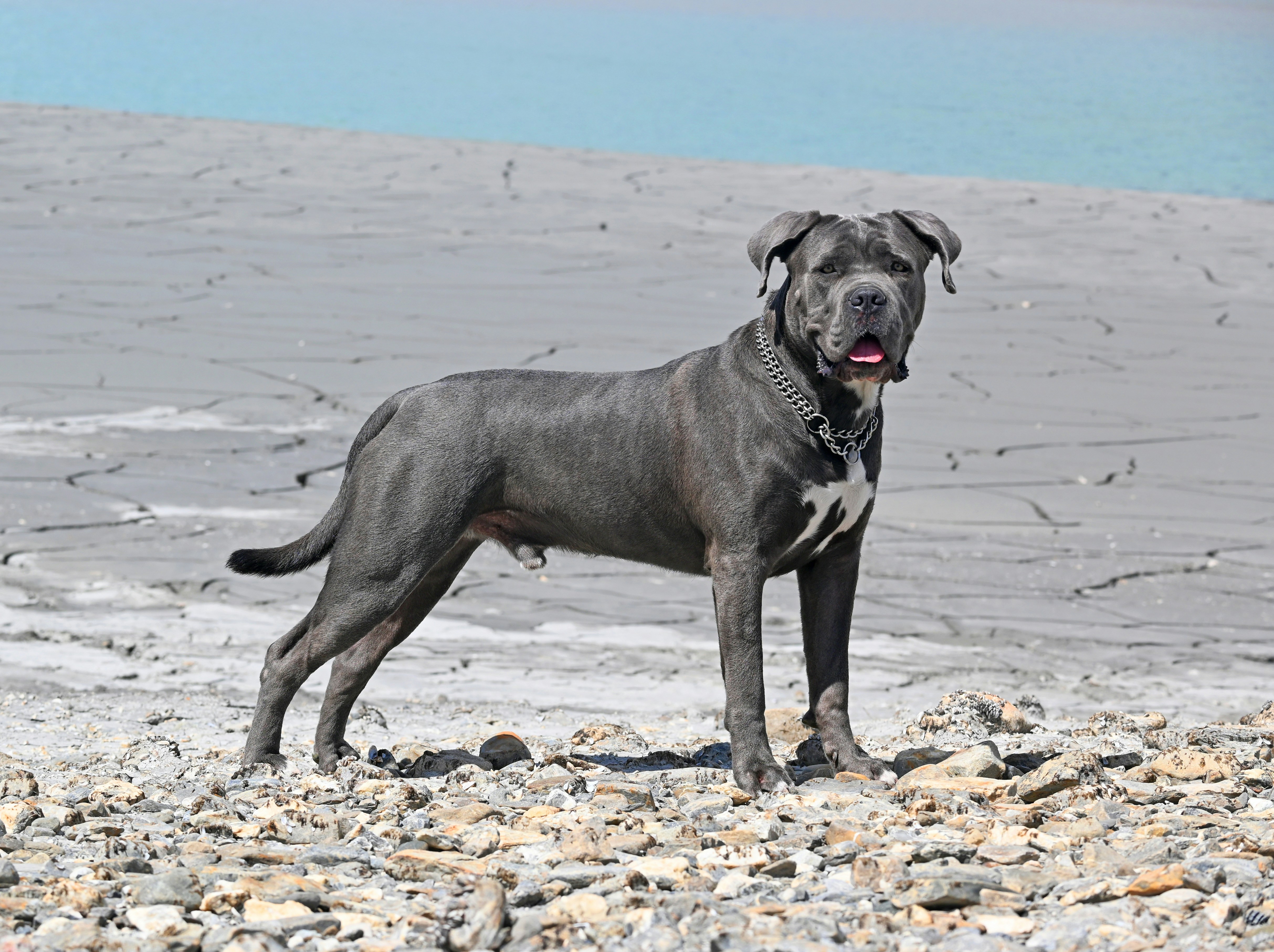 A large gray dog standing on top of a rocky beach photo – Free Dog ...