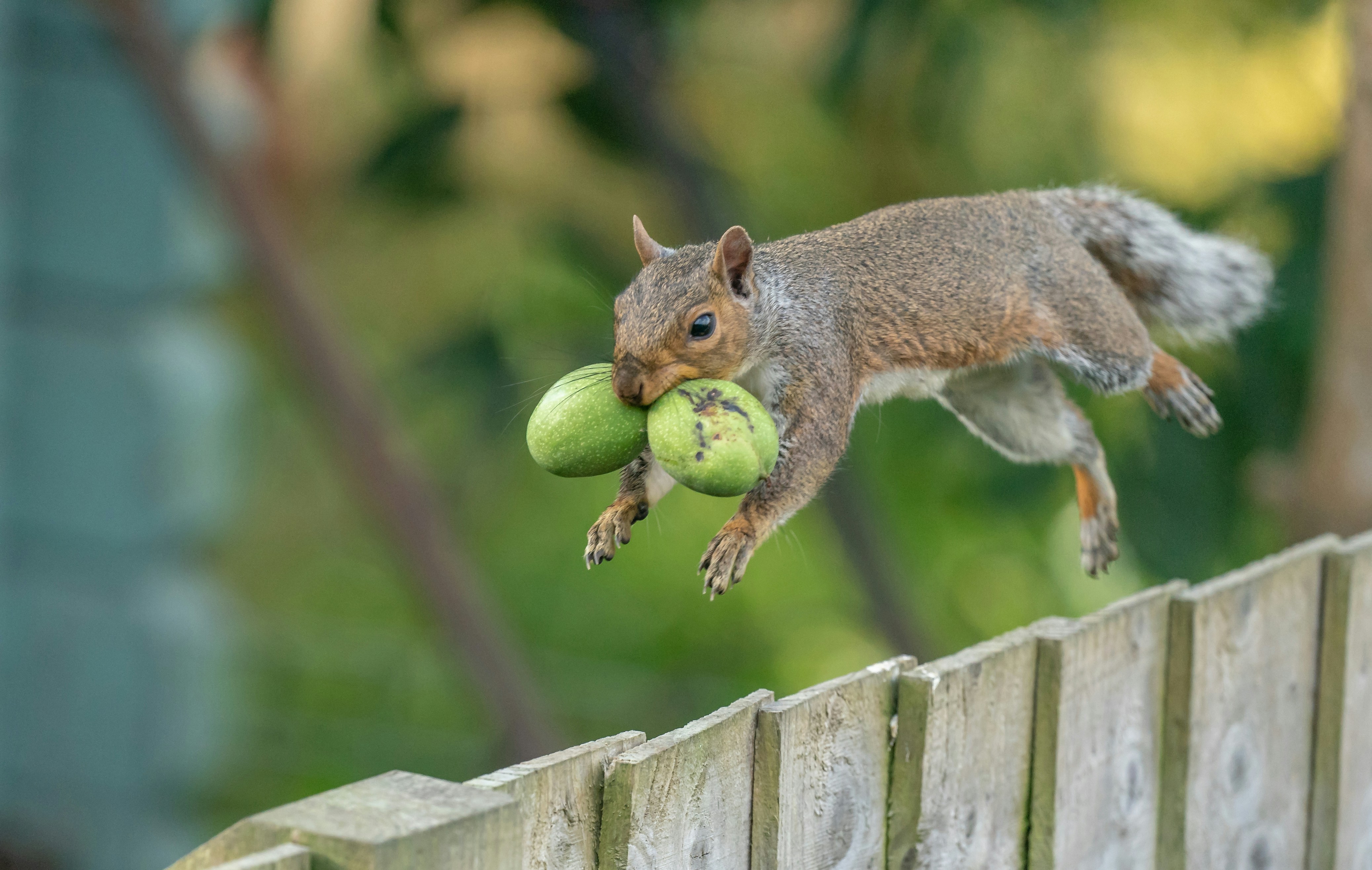 A squirrel jumping into the air to grab some fruit photo – Free Tennis ...