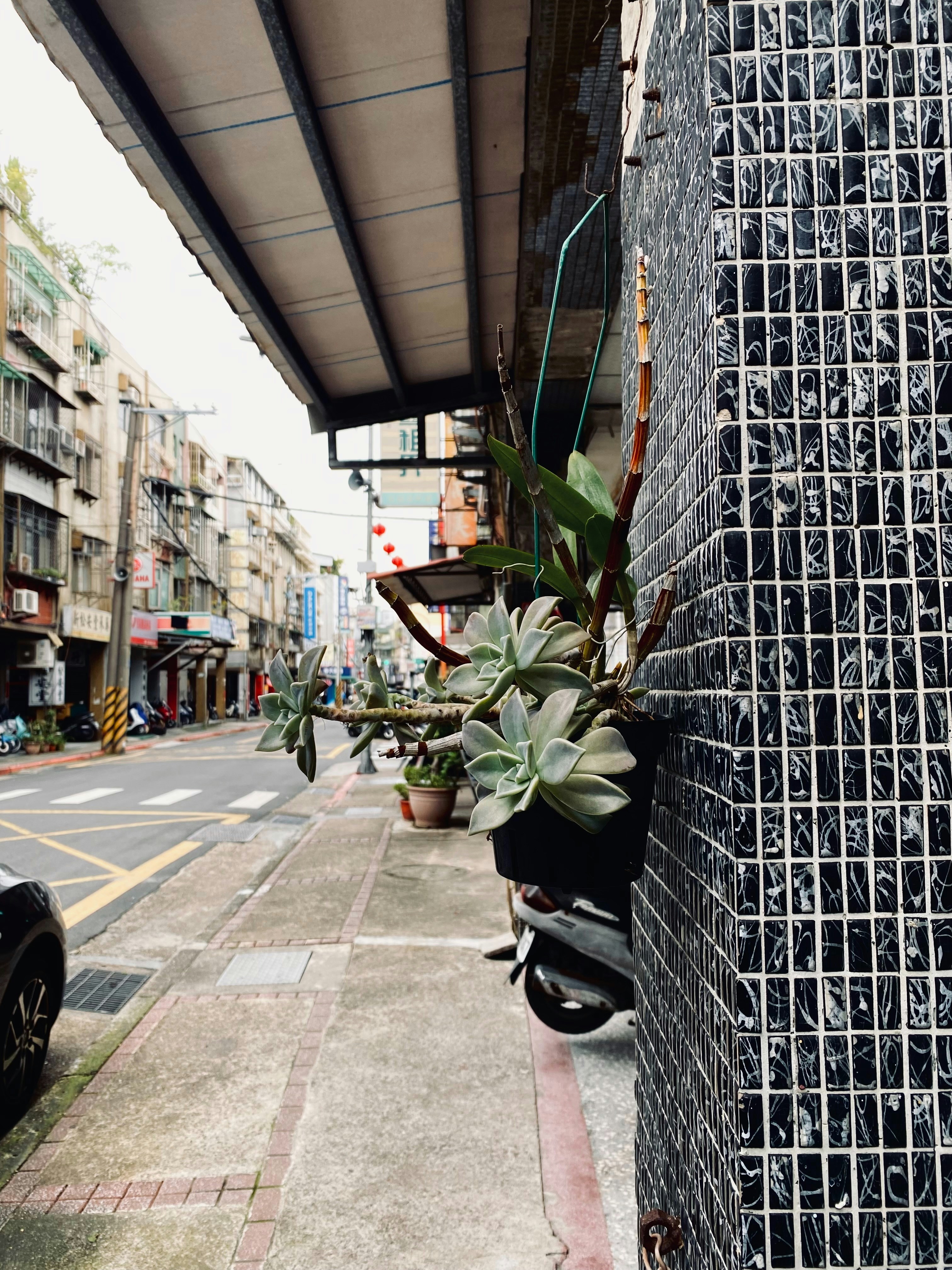 Verdant by the Wall: succulents cling to a tiled urban facade