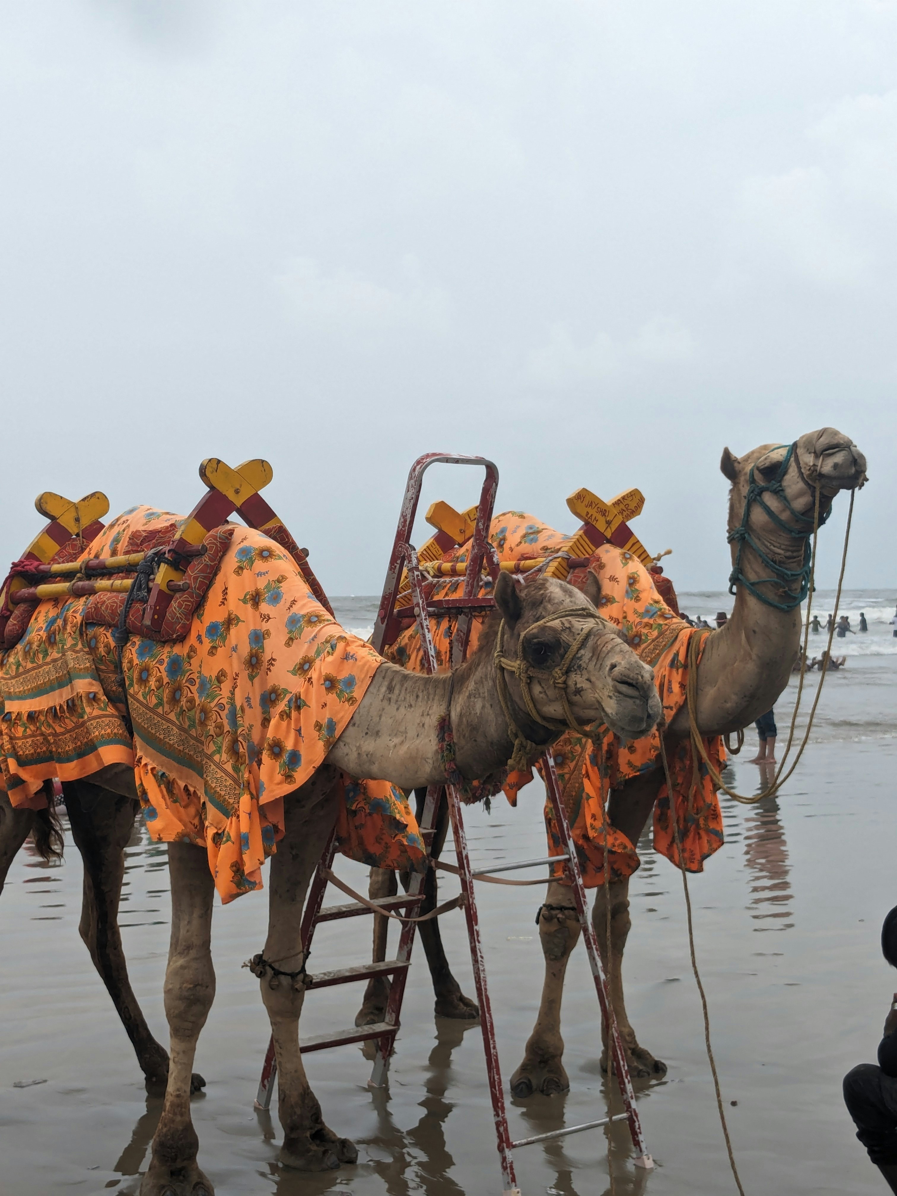 Three camels wearing bright orange floral blankets stand on a wet beach, tethered with leads and ladders. The overcast sky and distant sea form the muted backdrop.