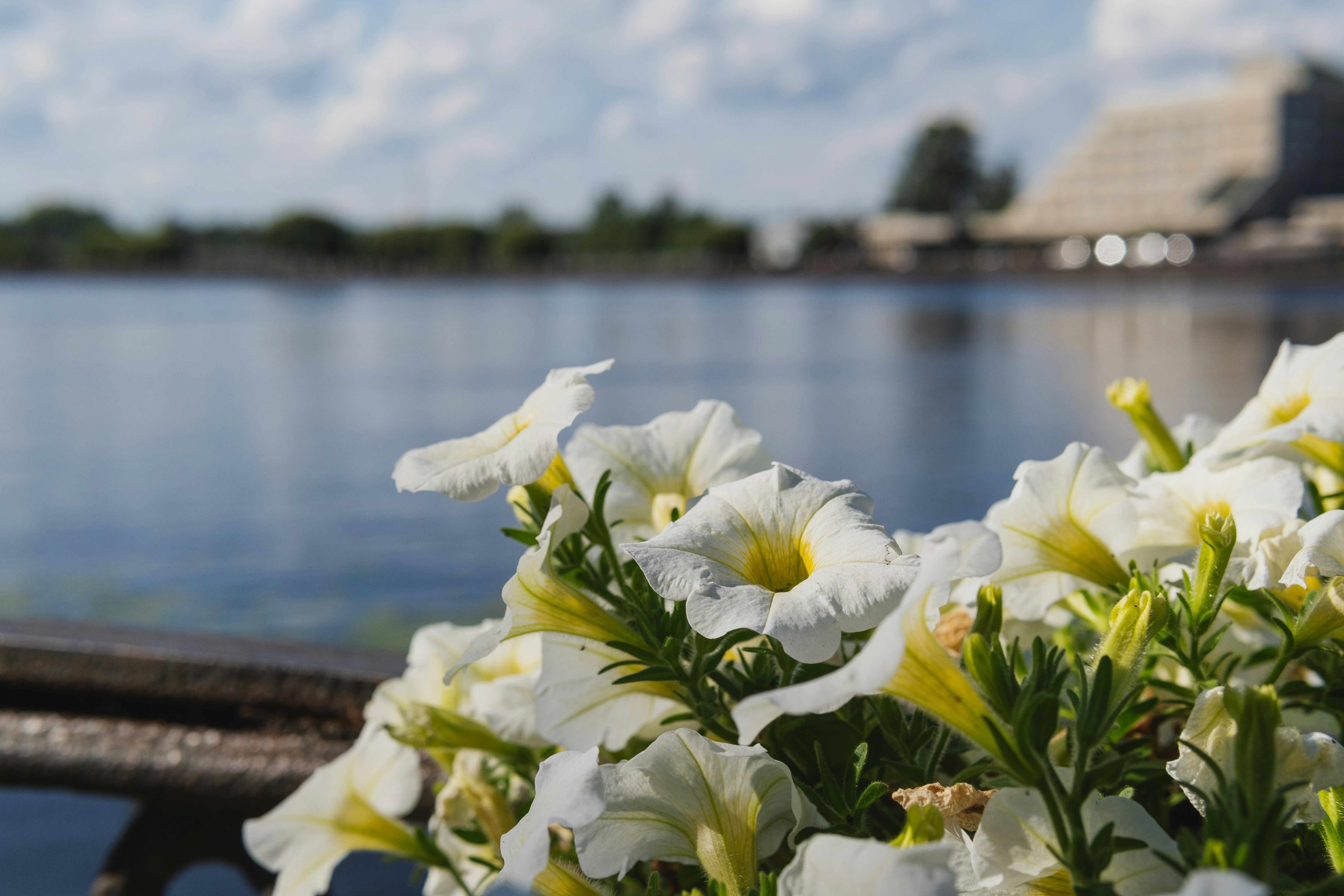Petals by the Waterfront: Bright White Blooms Amid a Calm Harbor