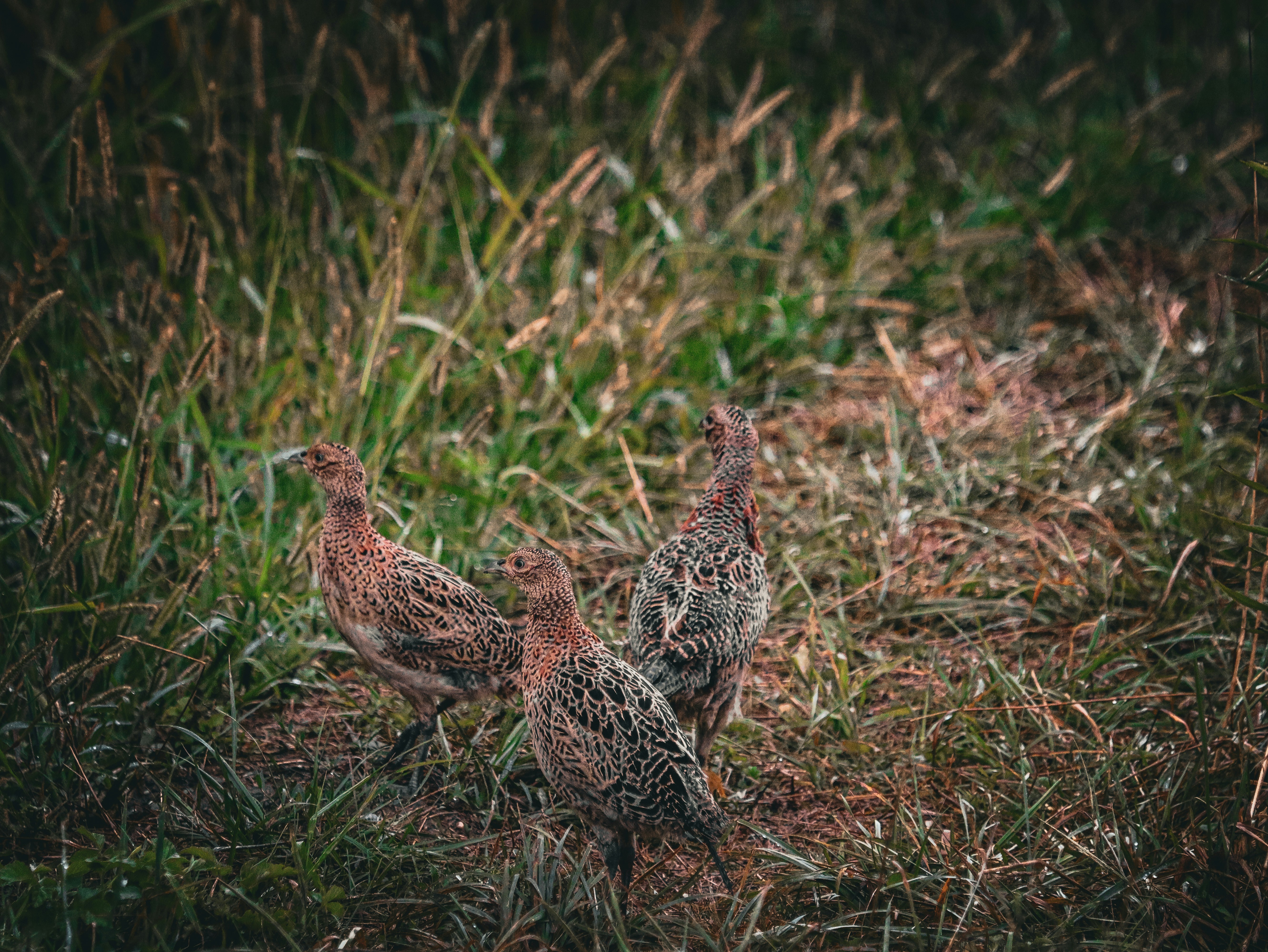 Trio of Pheasants in a Grass-Tangled Clearing