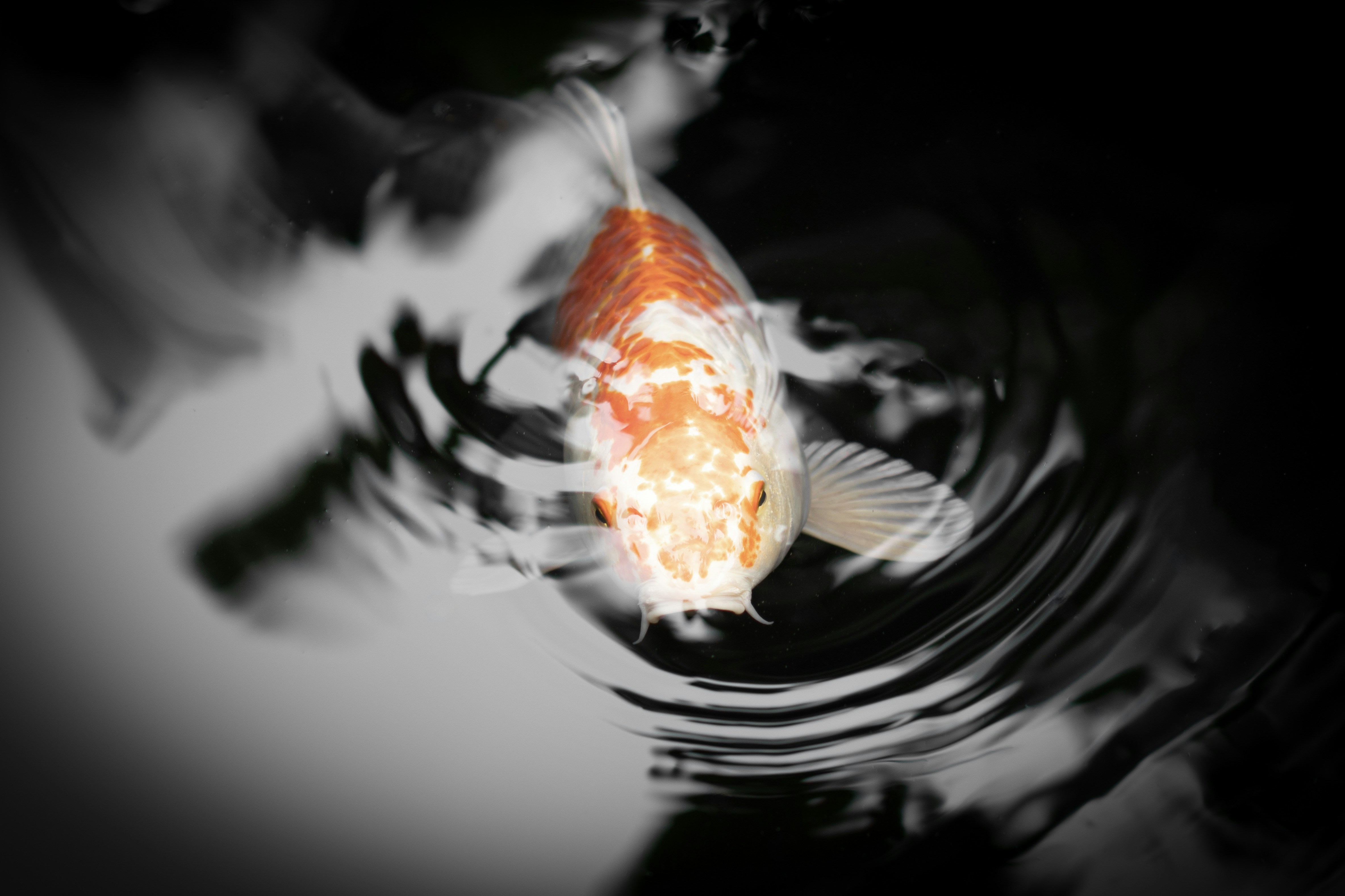 Koi in Velvet Darkness: An Orange-White Burst Across Circular Ripples