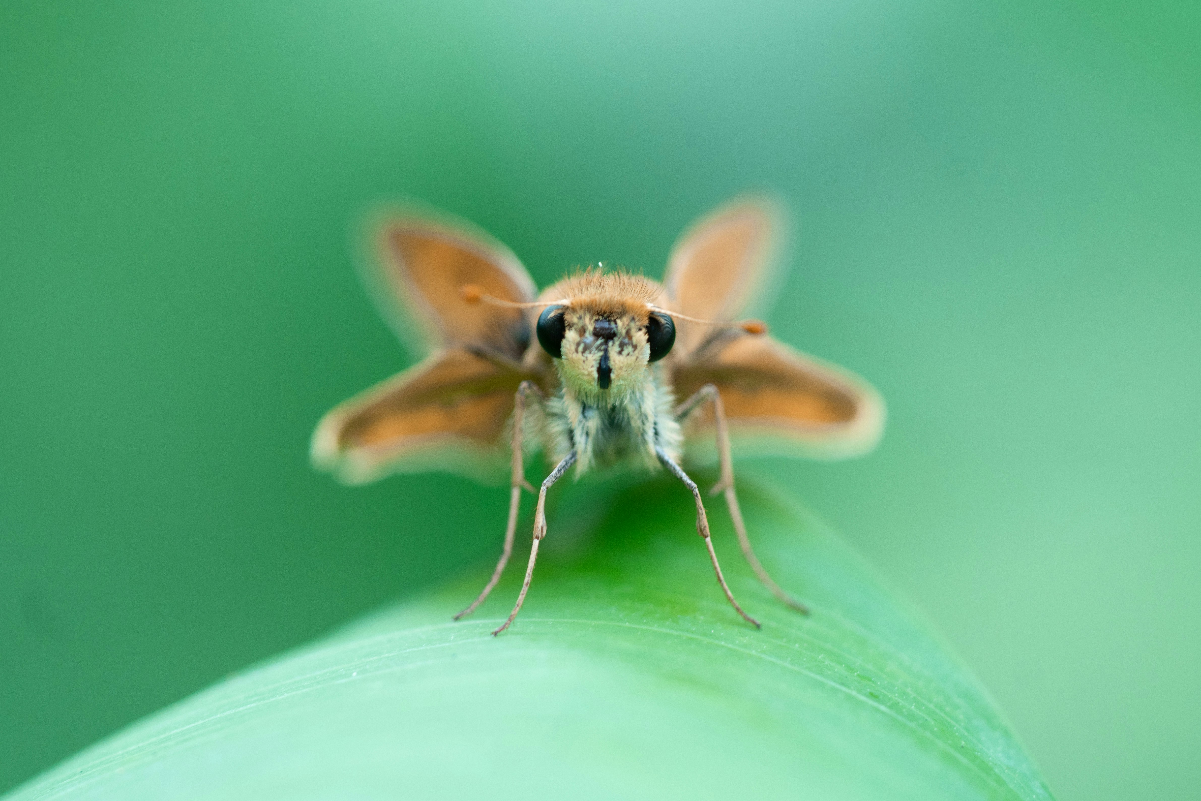 Face-on Micro Portrait: Tiny Moth on a Leaf