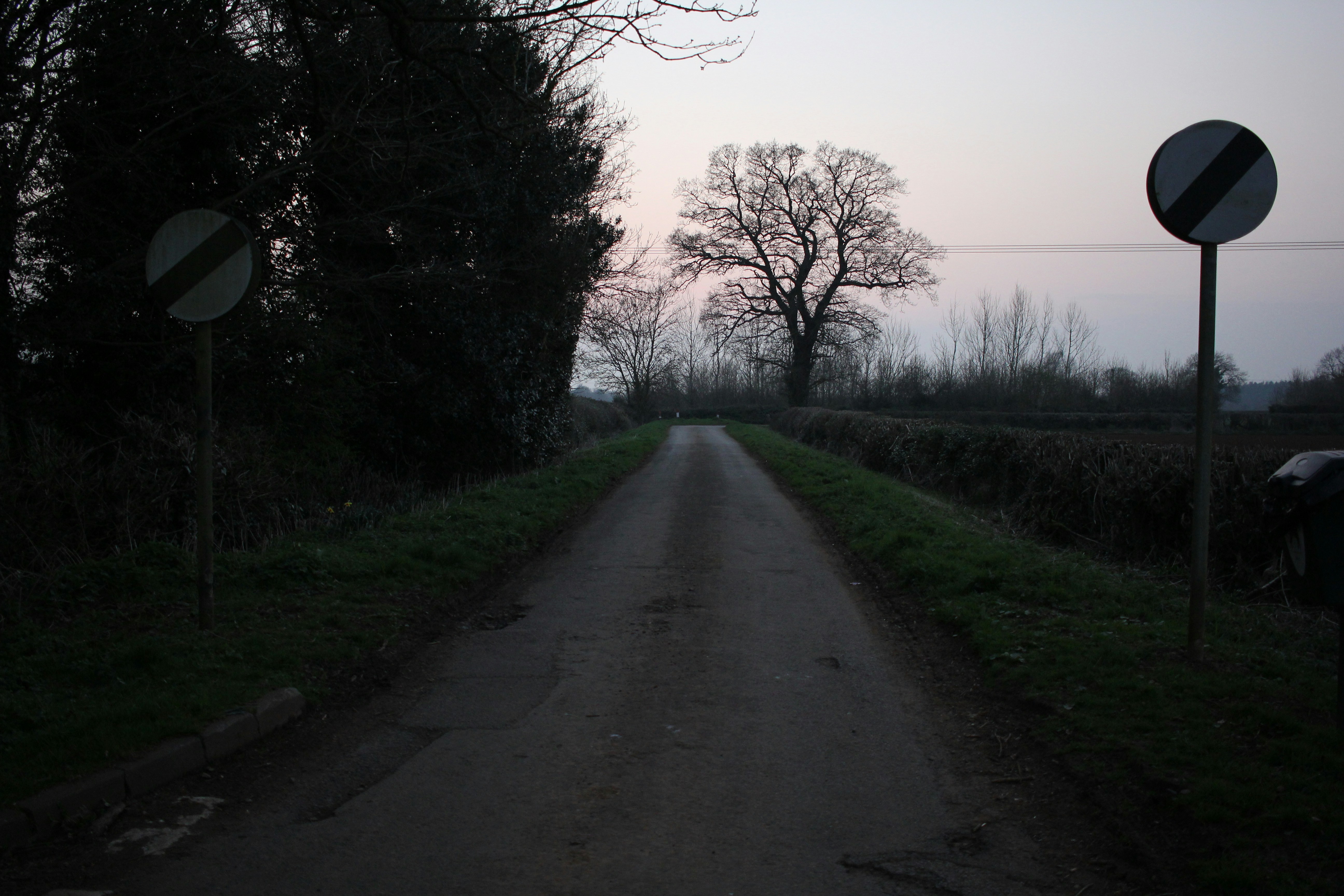Twilight Lane: A Rural Track Reaching a Lone Tree