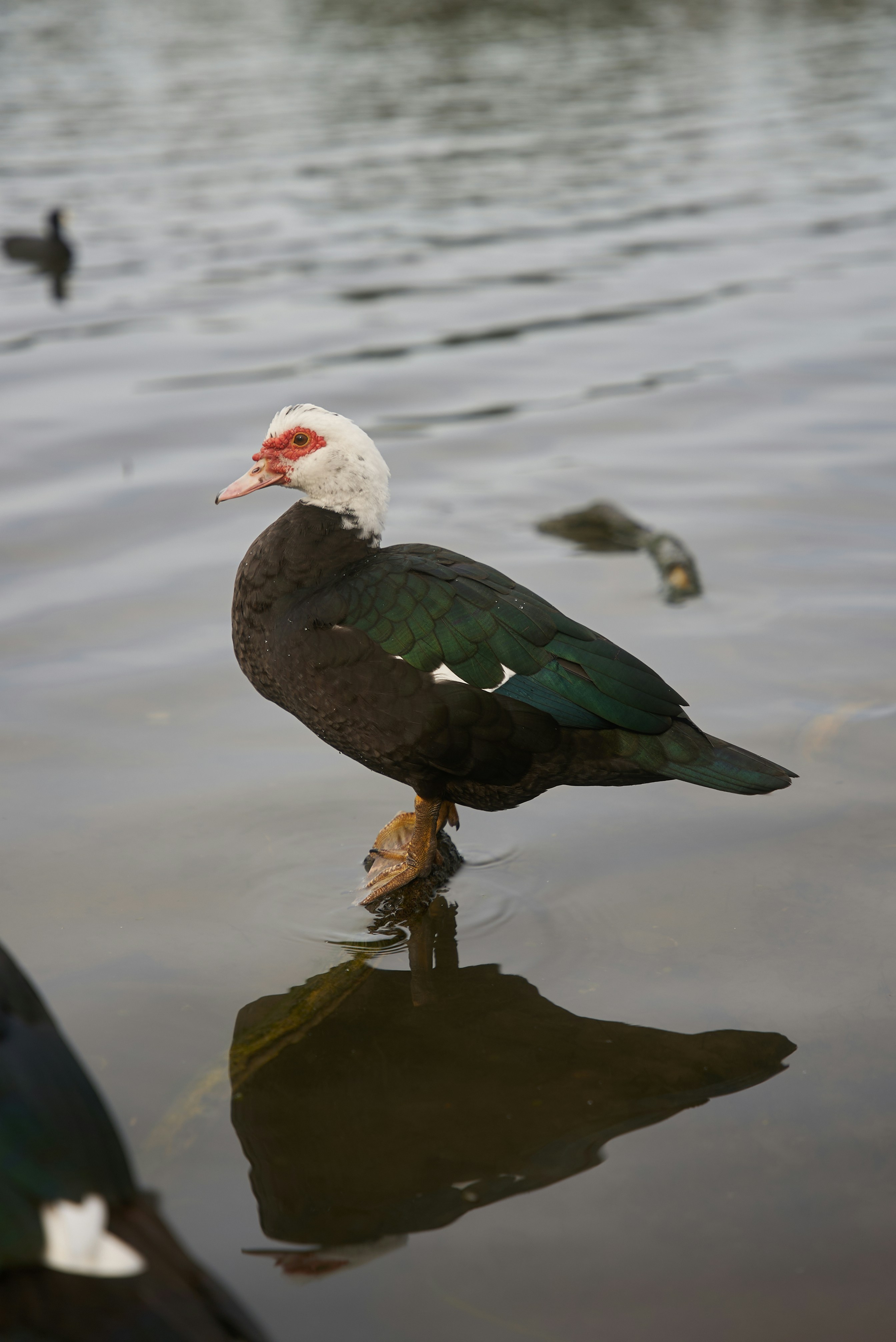 Red-headed Shimmer: A Muscovy Drake Stands in Quiet Water
