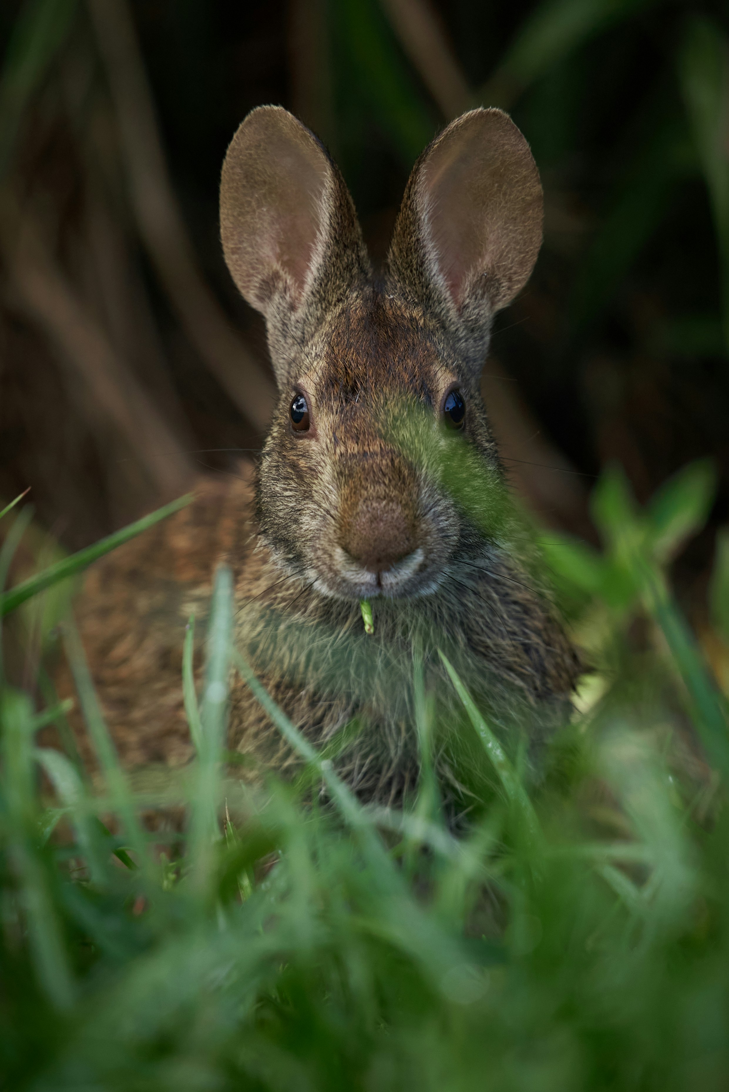 Peering Through the Grass: A Close-Up of a Curious Meadow Rabbit