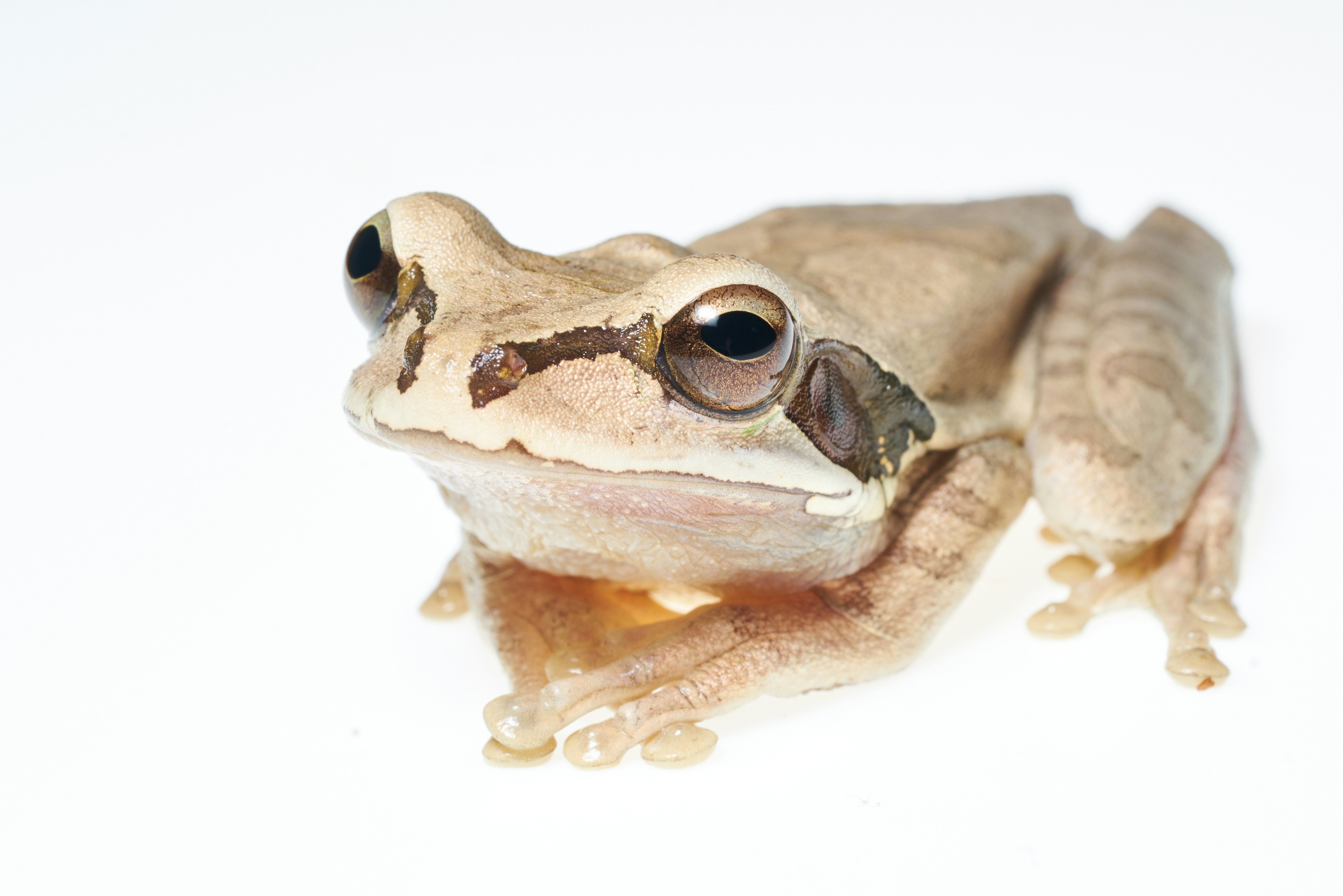 Emerald-eyed Froglet: A Close-Up on Curious Camouflage