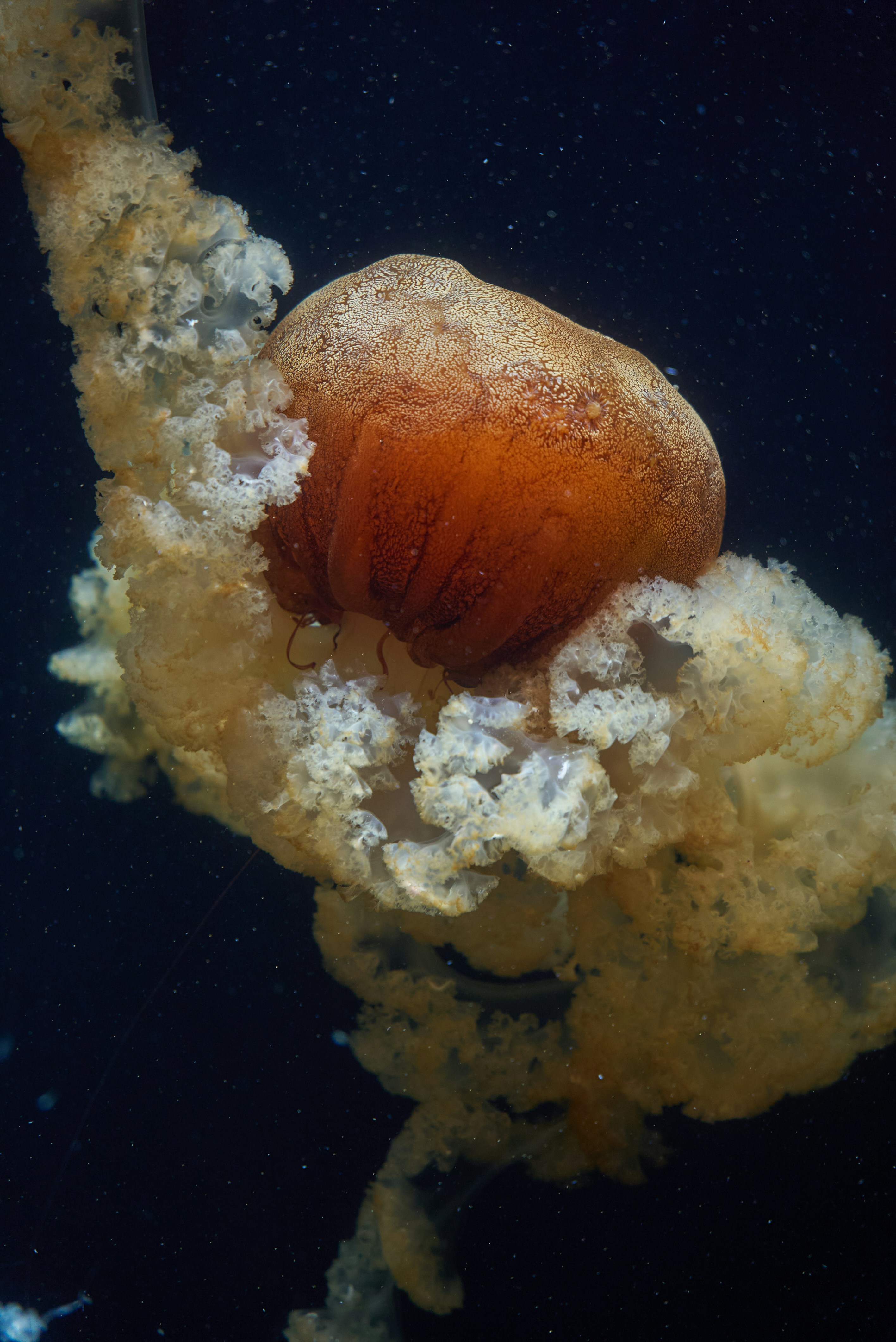Amber Medusa Drifts Through Night Ocean Foam