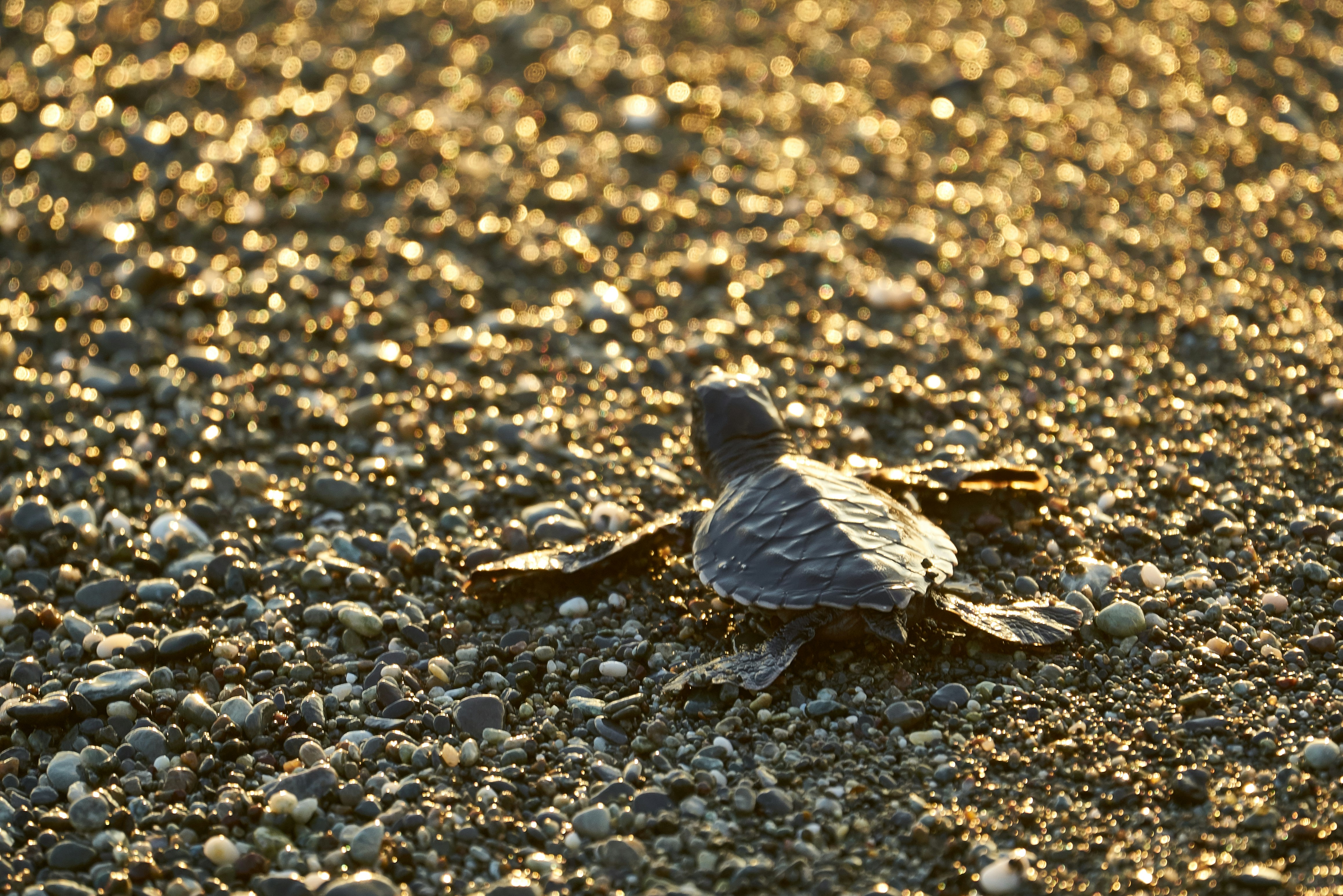 Pebble Beach Shorebird in Golden Hour Light