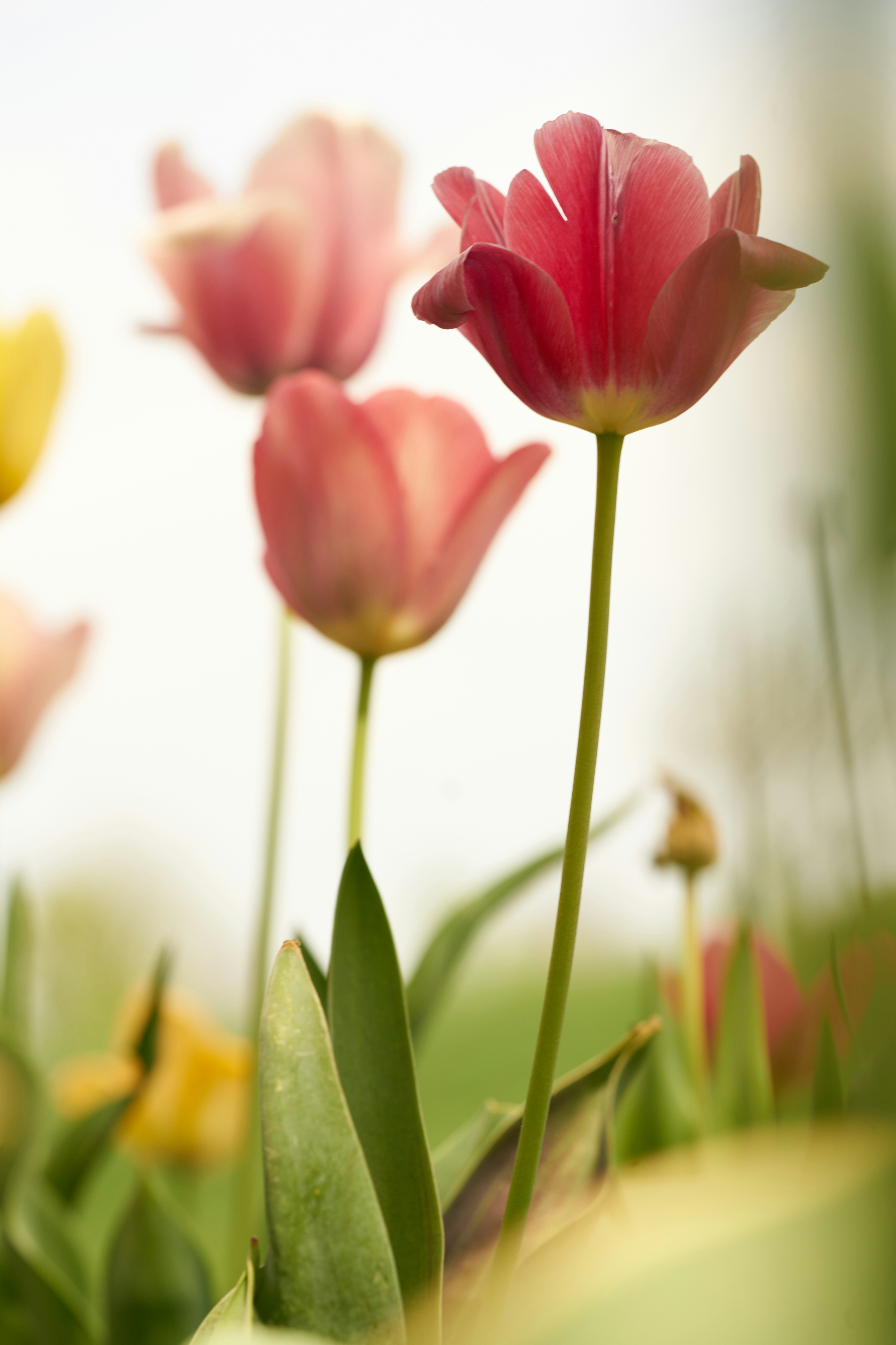 A bunch of flowers that are in the grass photo – Free Tulip Image on ...