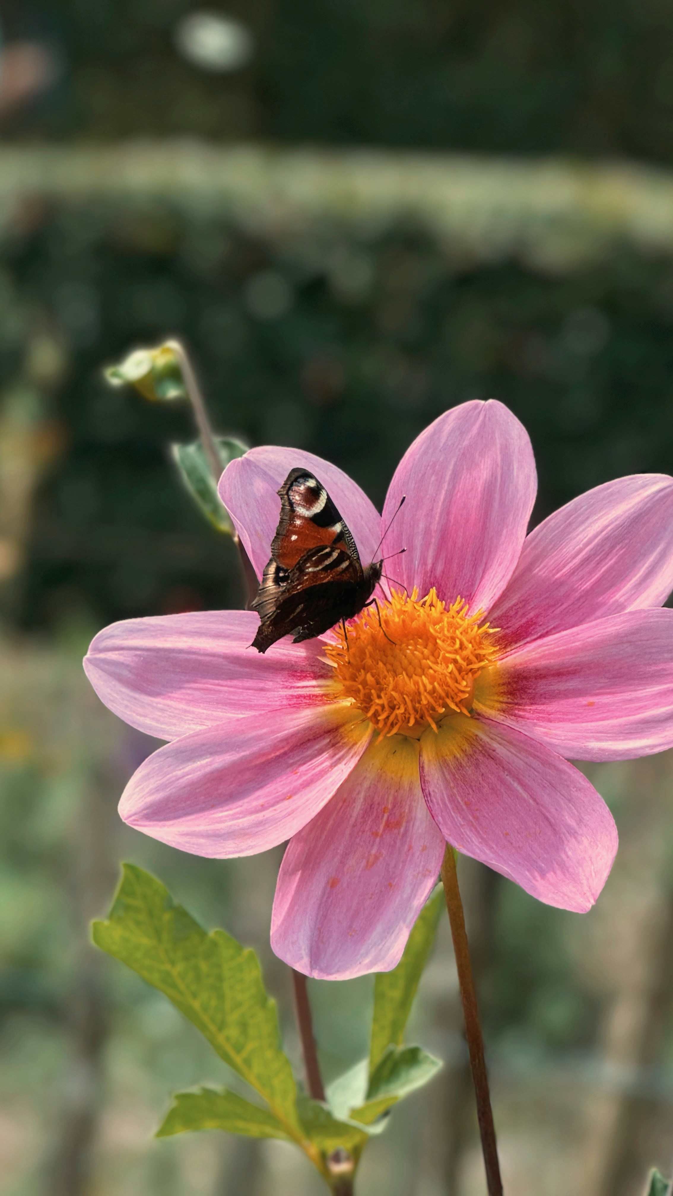 Red Admiral on a Blush Bloom: a close-up study of color and light