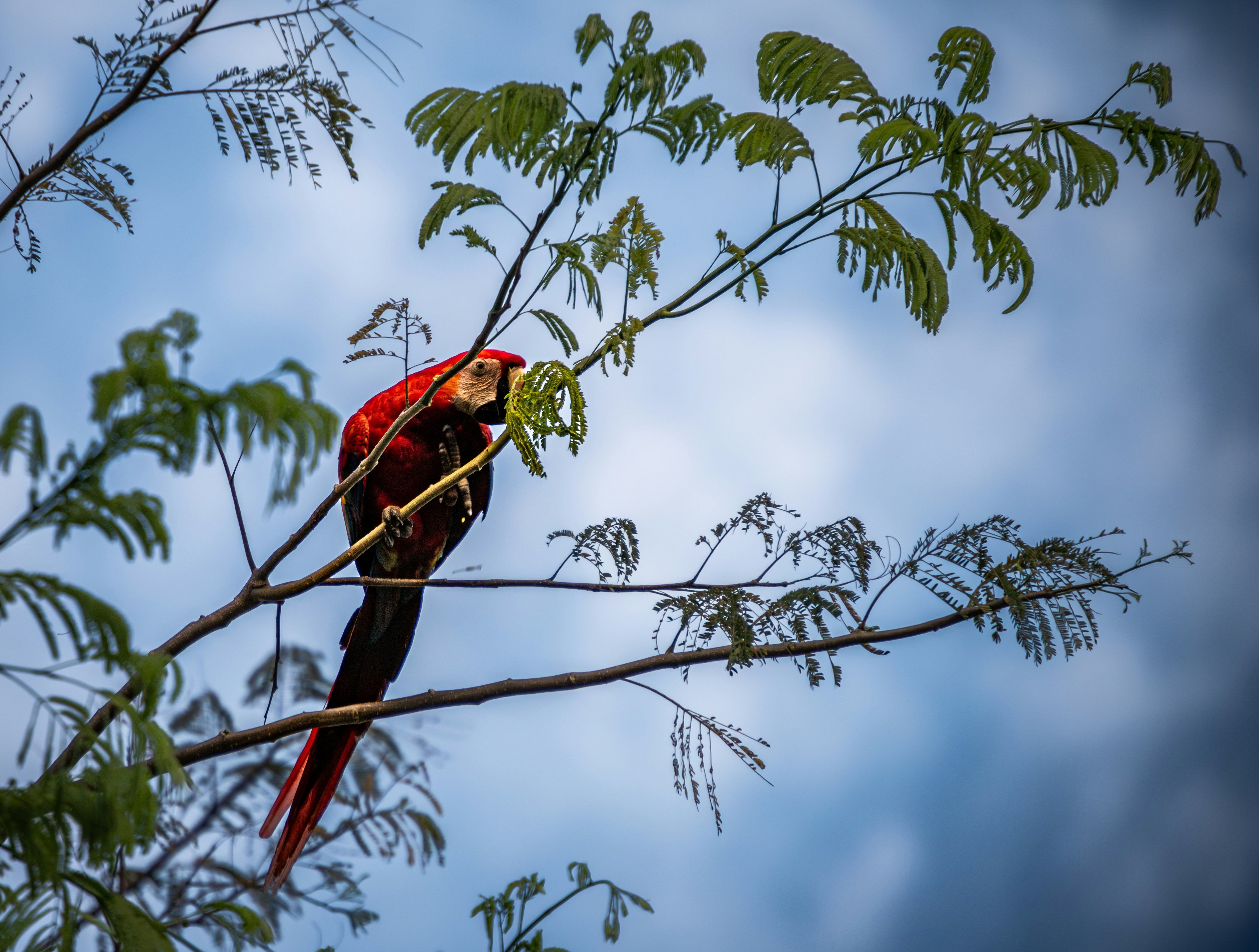 Crimson Parrot Perched on a Leaf-Laced Branch Against a Cerulean Sky