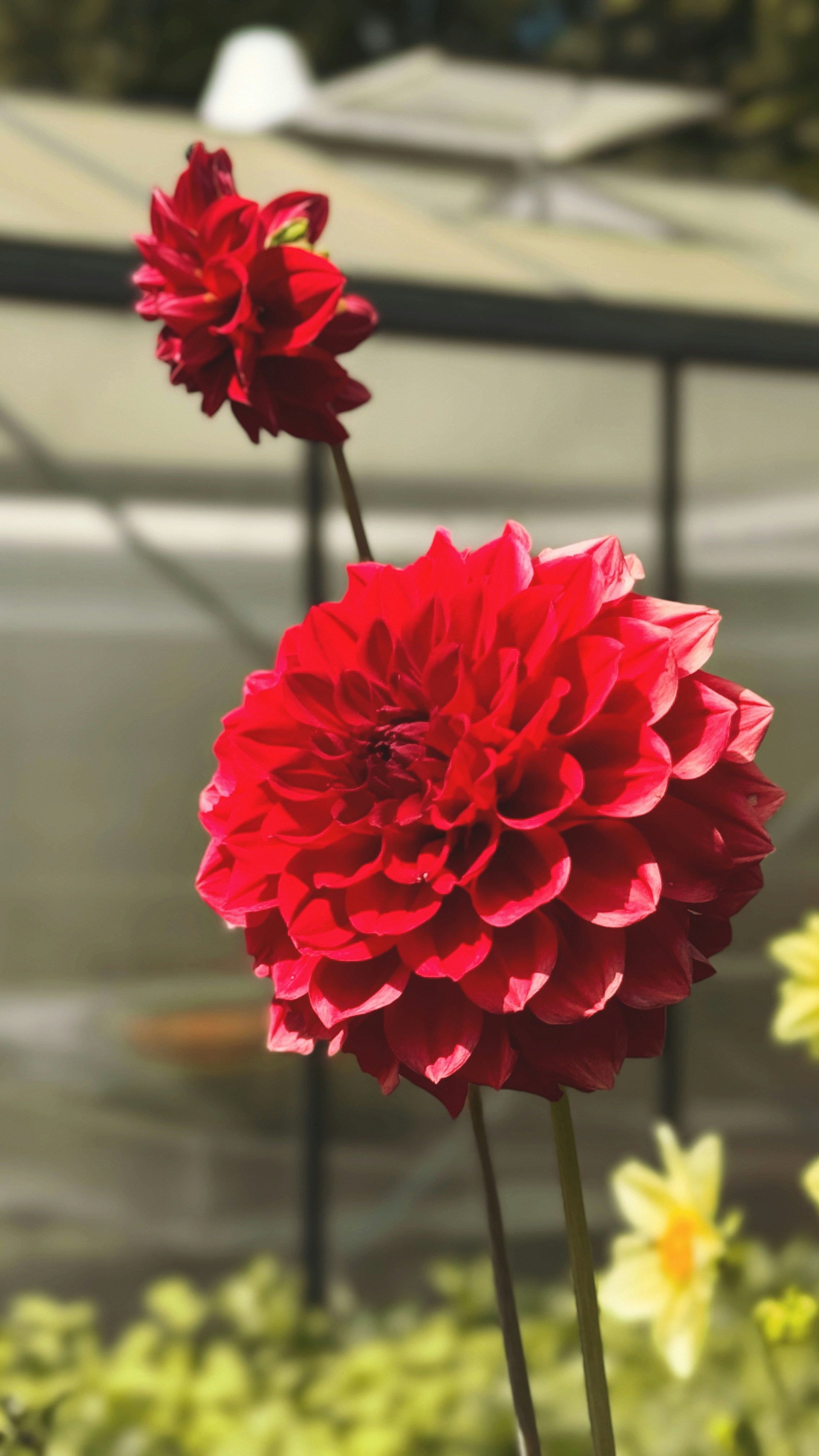 Crimson Dahlia Portrait in a Sunlit Conservatory