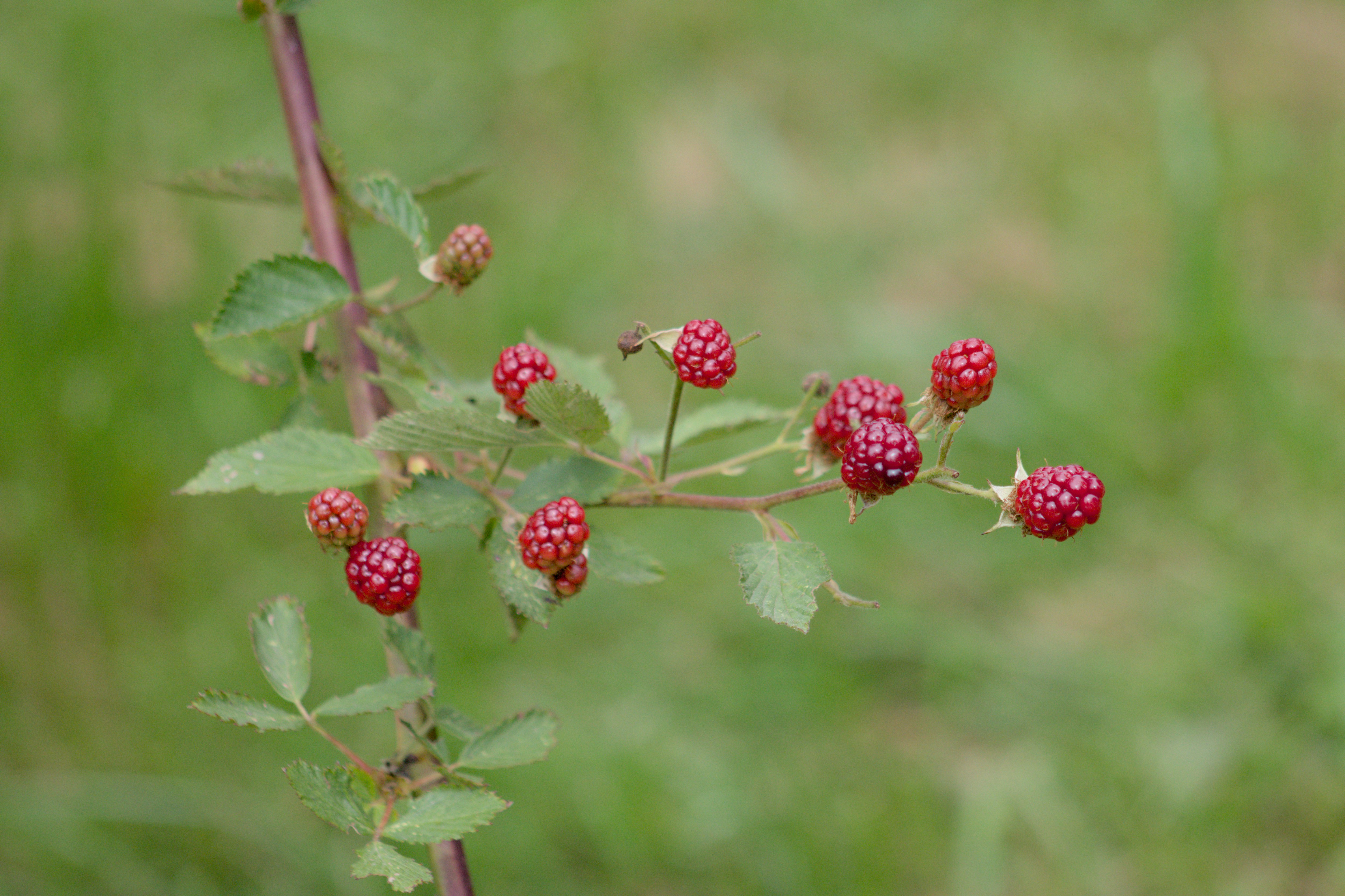 Ruby Clusters on a Delicate Twig in a Quiet Meadow