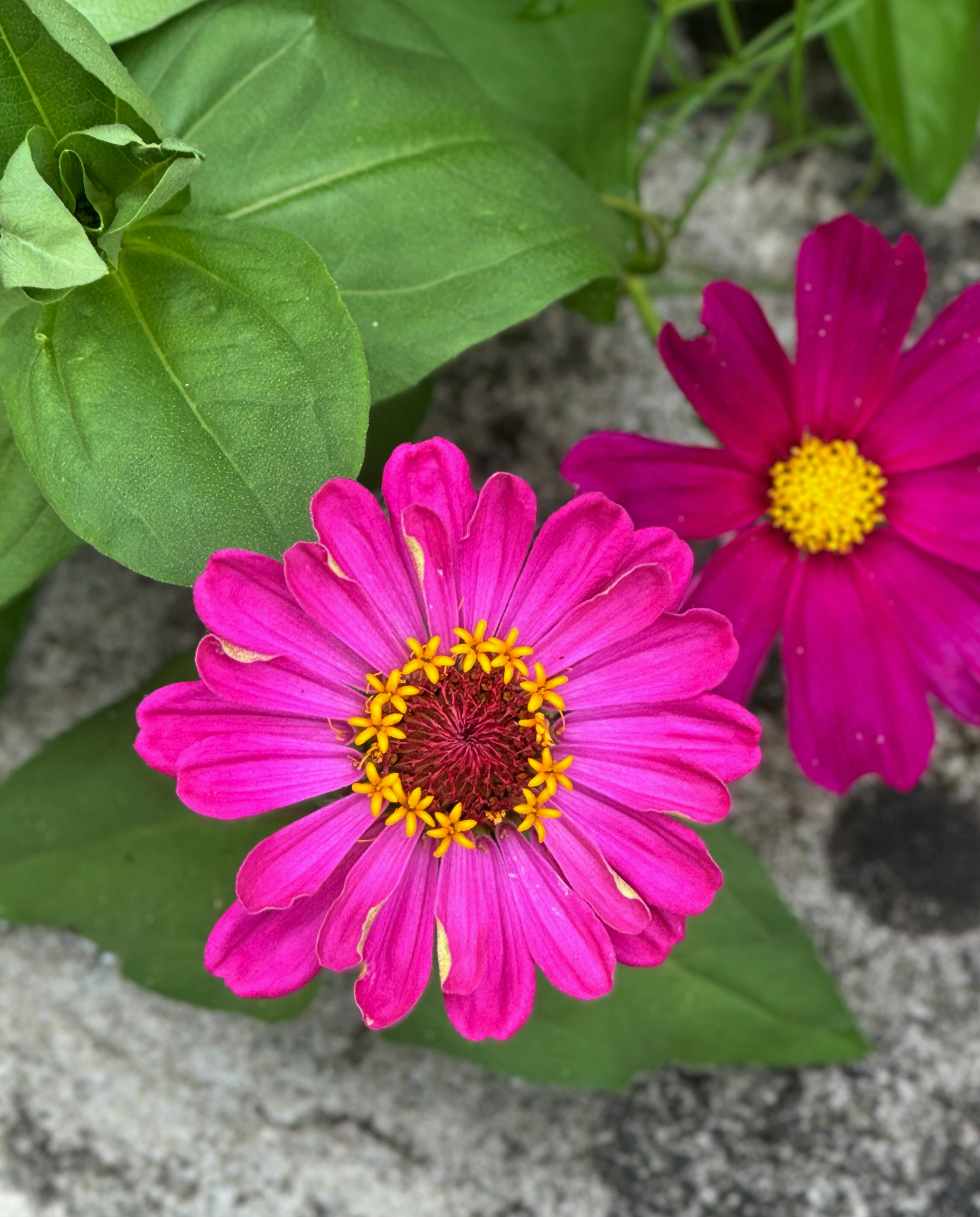 Close-Up Magenta Zinnia: Petals, Gold, and Granite in Quiet Focus