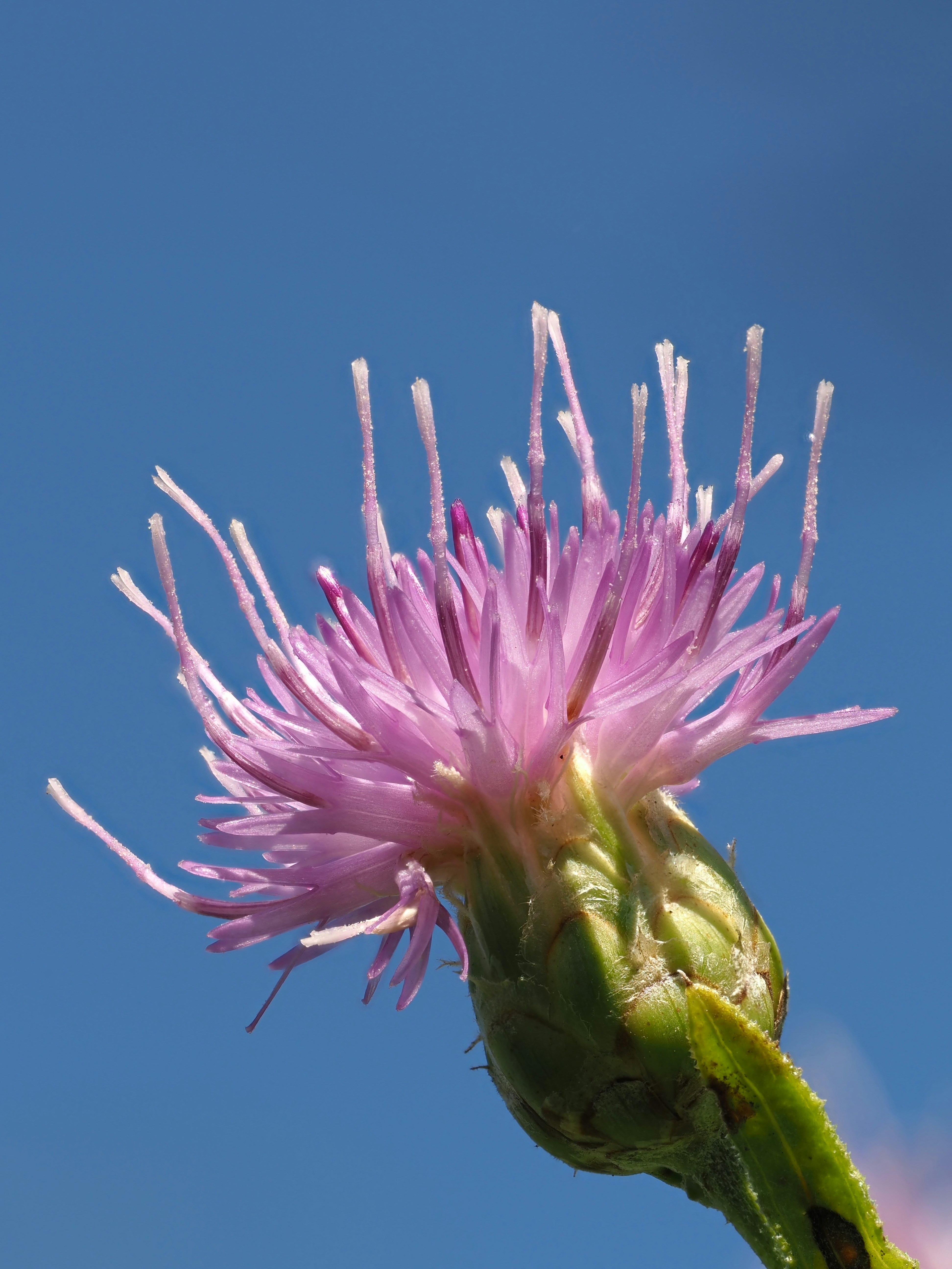 Pink Chrysanthemum Bloom Reaches for a Clear Sky