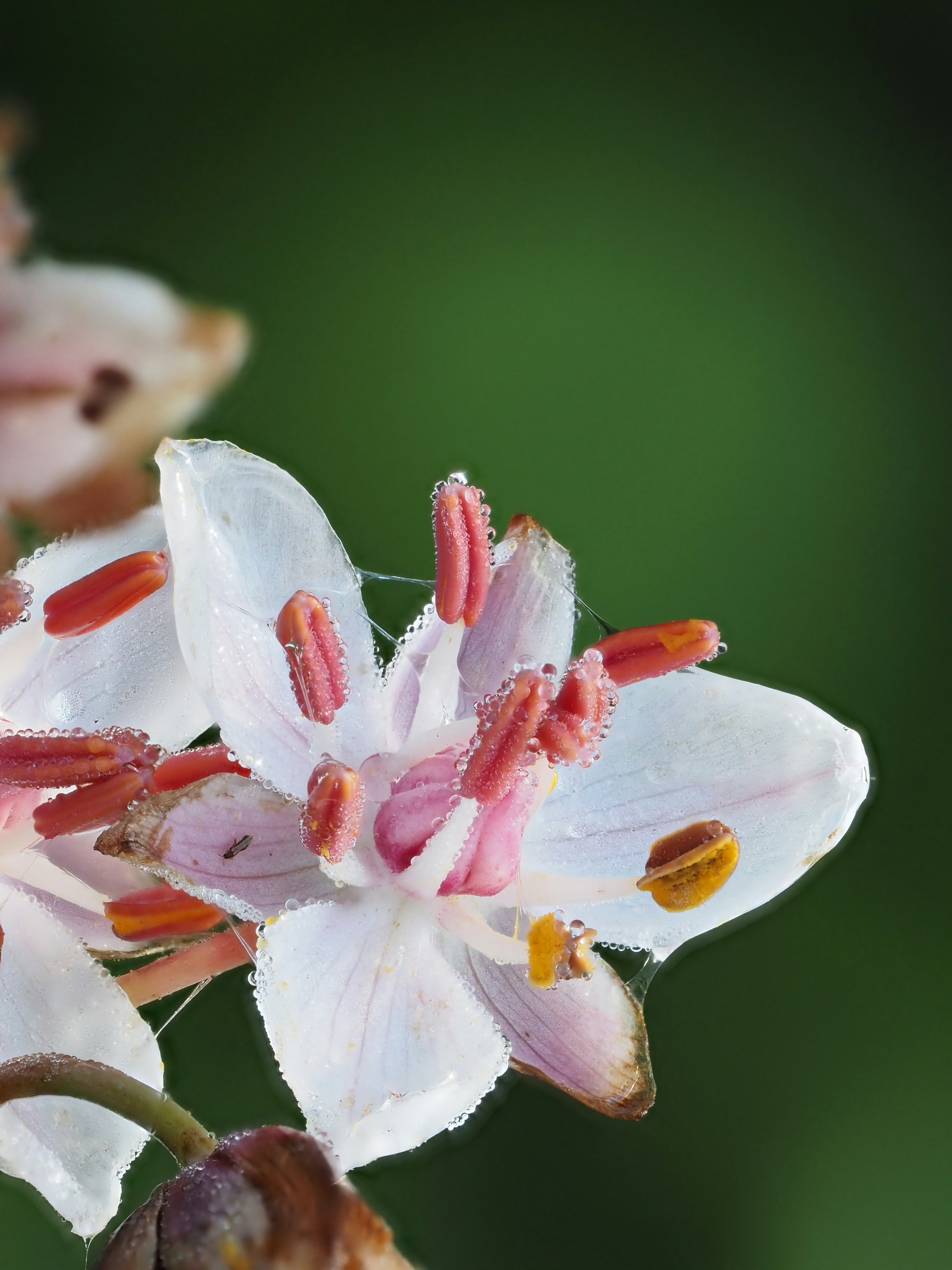Petals in Focus: macro blooms reveal pollen and delicate filaments