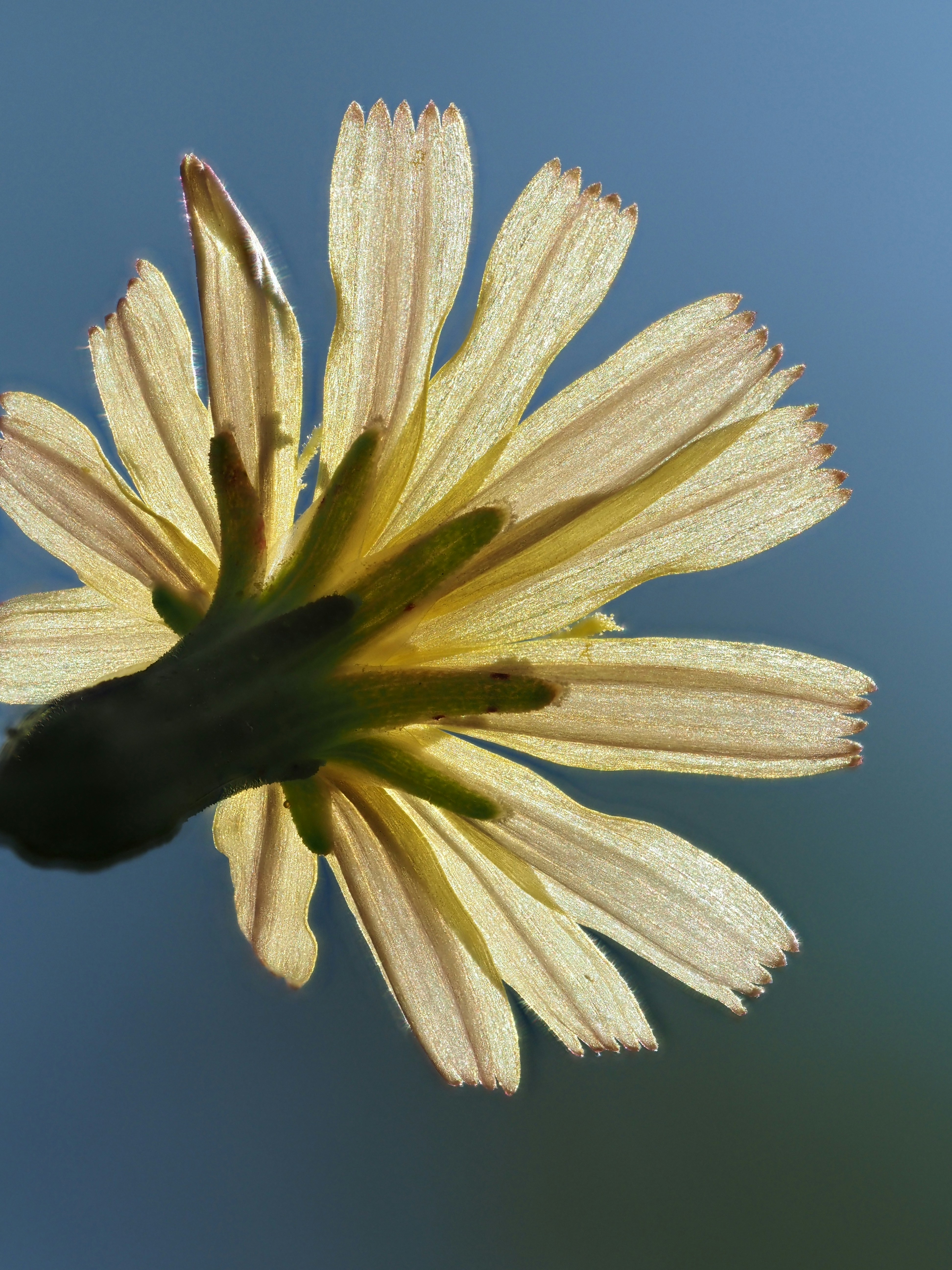 Close-up photograph of a pale-yellow daisy-like flower backlit against a cobalt-blue sky, highlighting delicate petal texture.