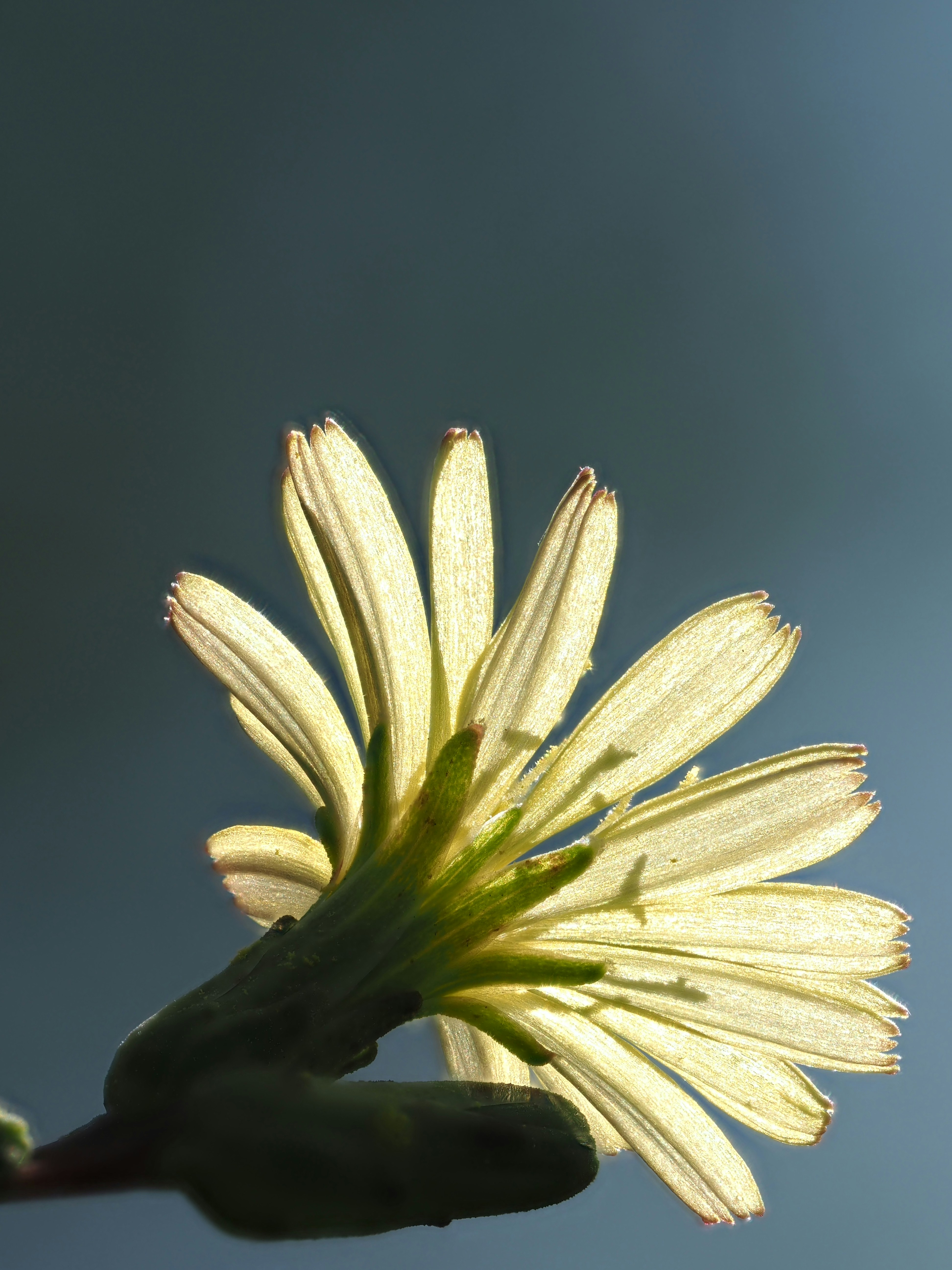 Sunlit Petals: a Close-Up Study of Translucent Pale Bloom