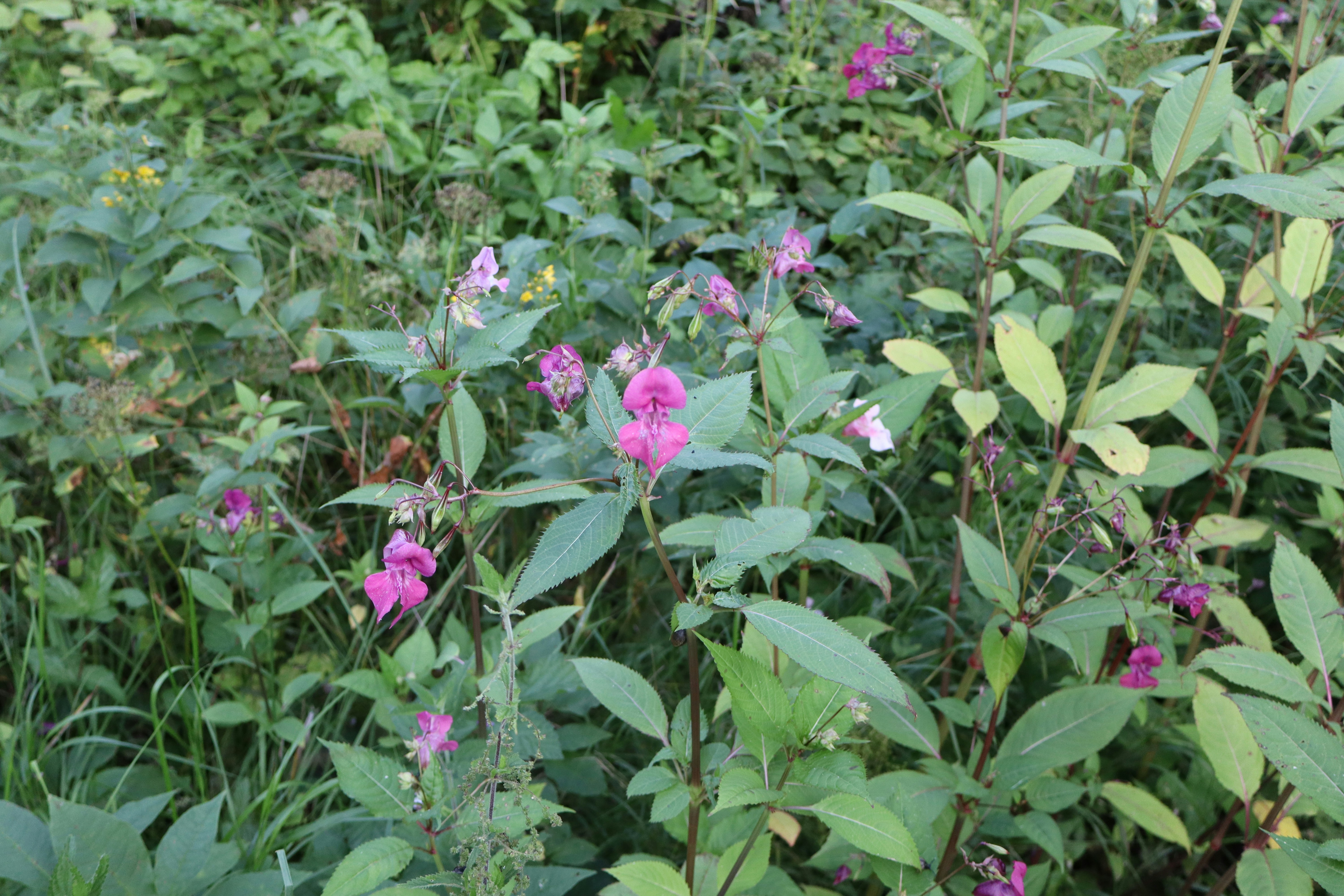 Pink Blooms Among Green Leaves in a Quiet Garden Verge