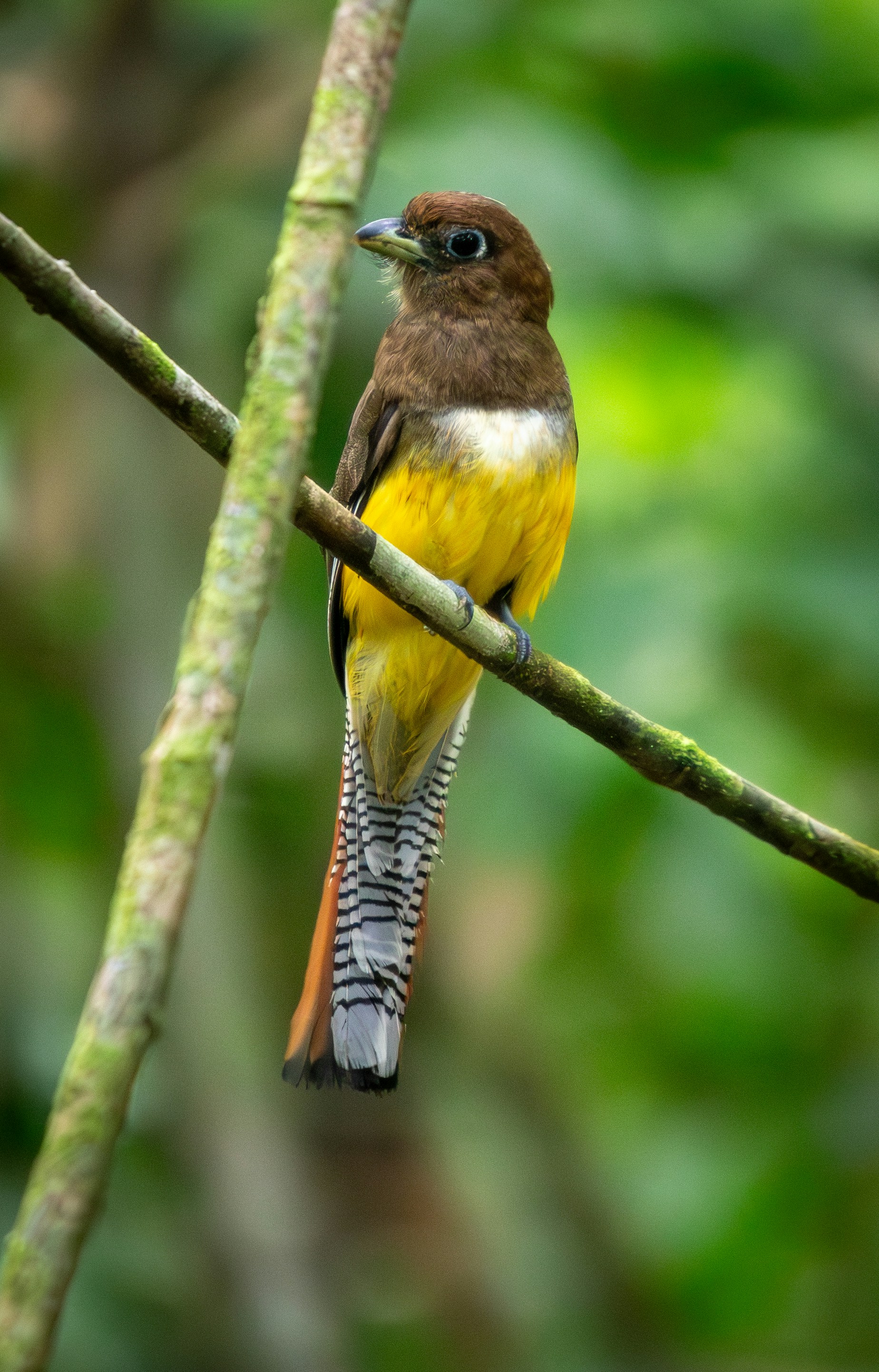 Chestnut-headed Warbler in Bright Green Canopy