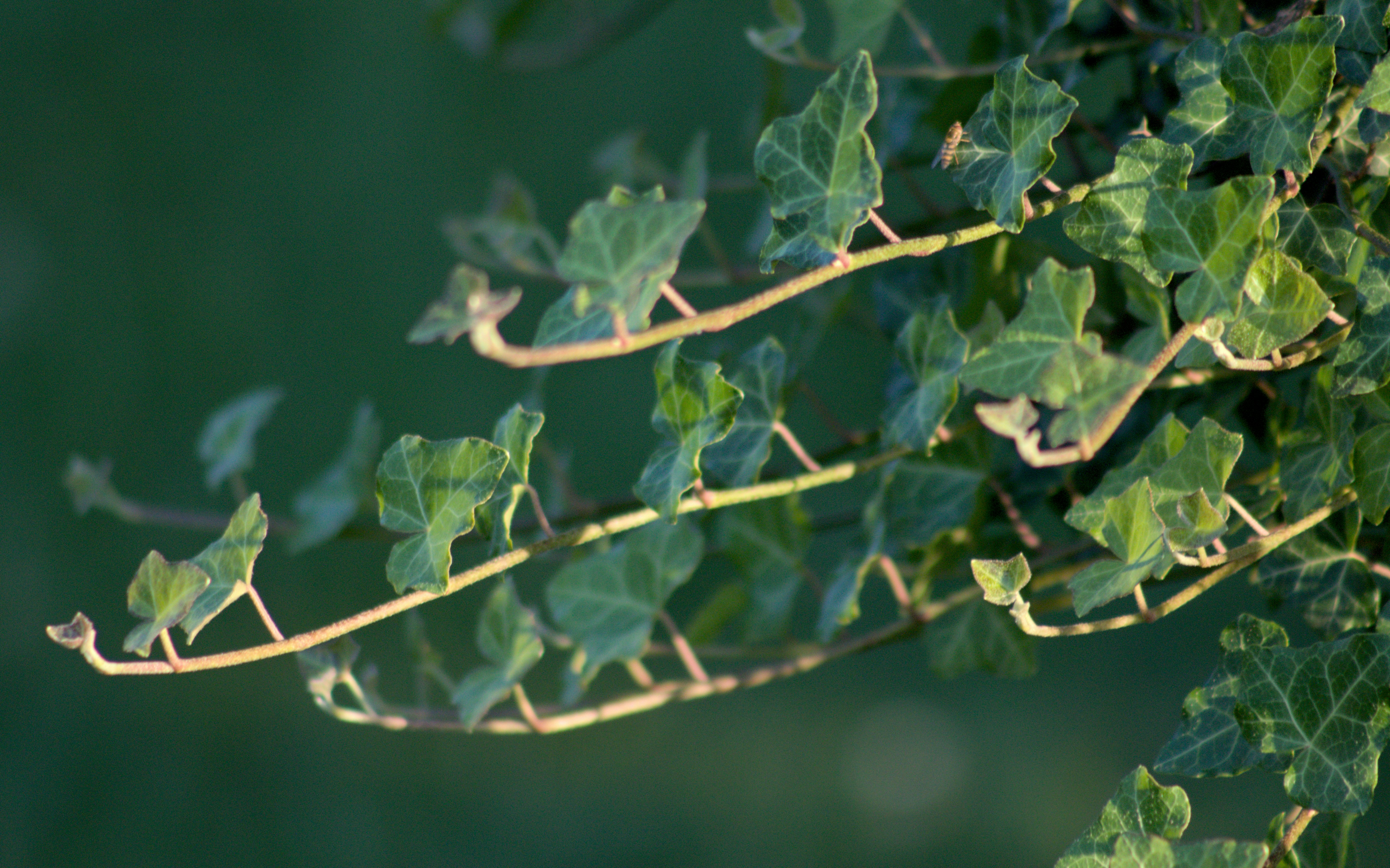 Ivy Tendrils Framing a Quiet Green Backdrop