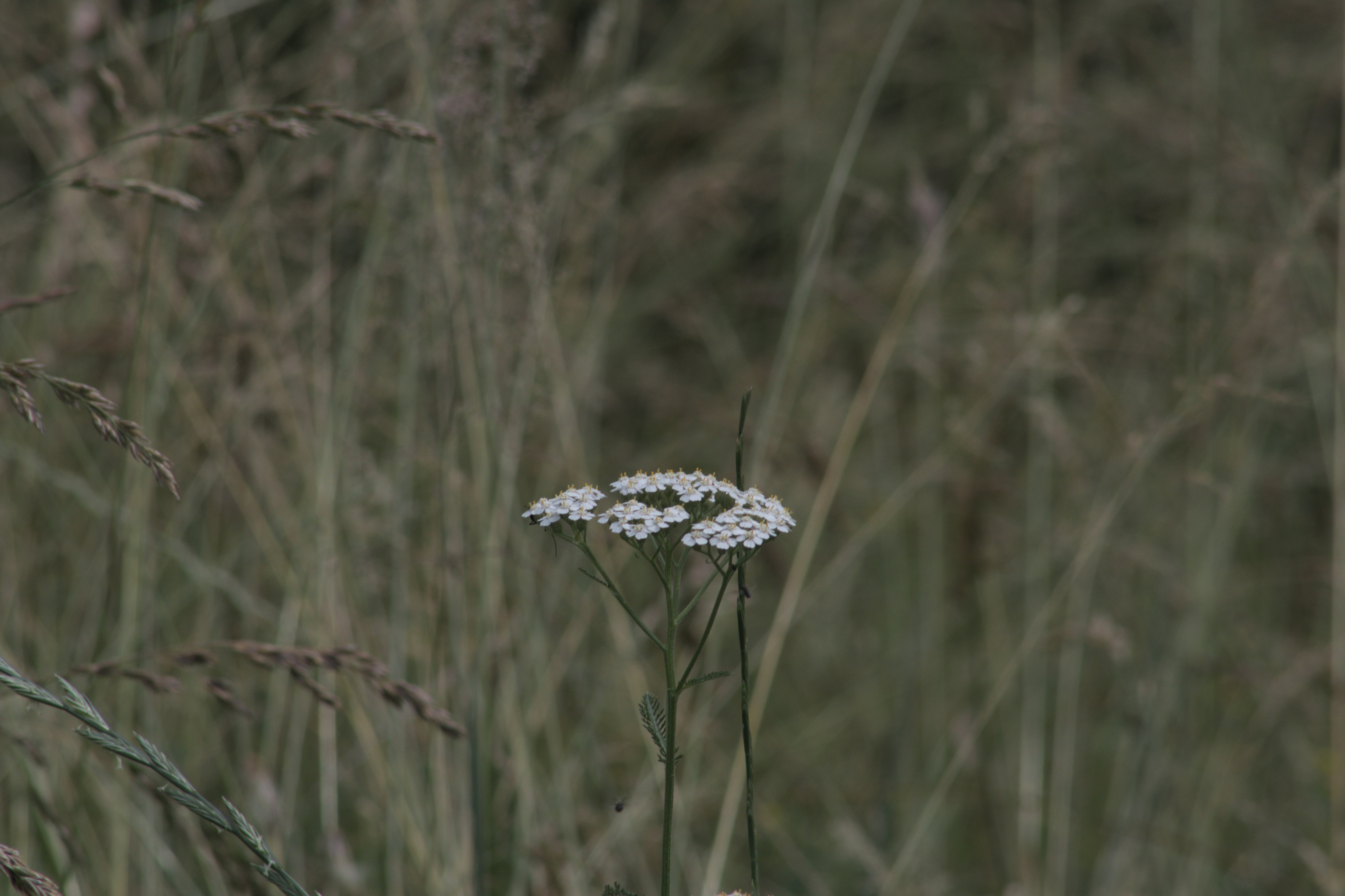 Centered Queen Anne's Lace in a Quiet Meadow