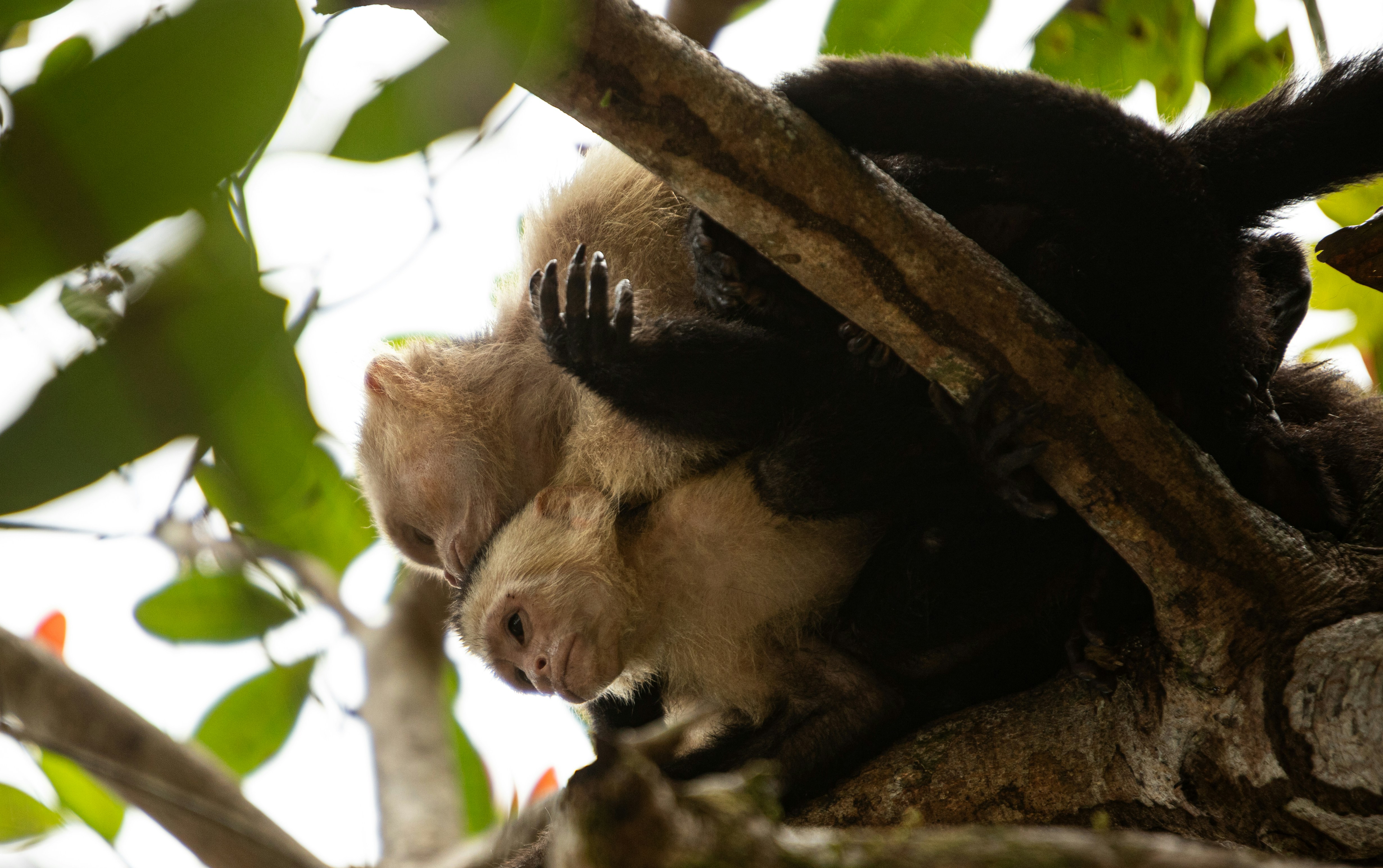 Dozing in the Canopy: a Quiet Moment of a Small Primate
