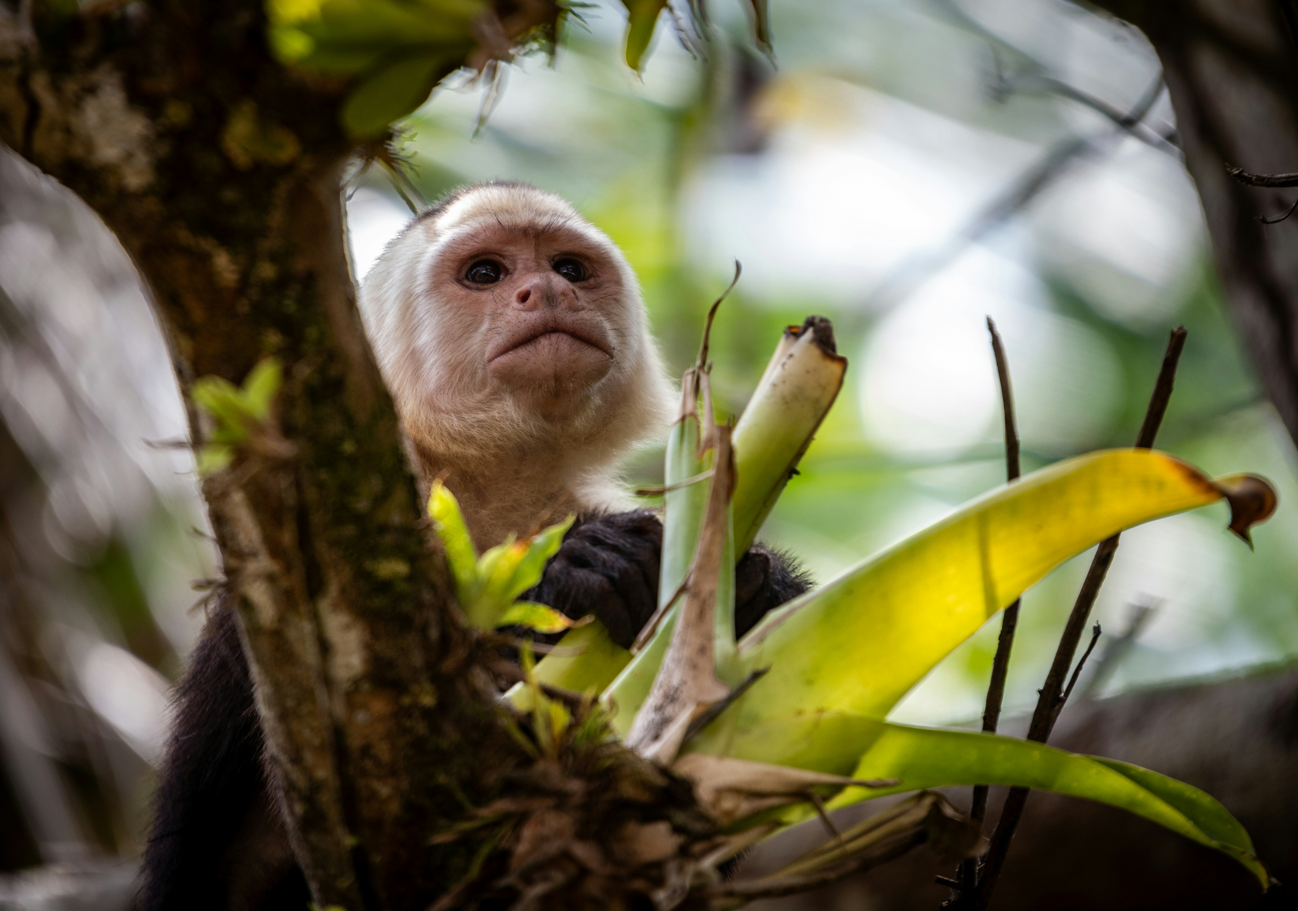 Curious Capuchin Peering Through Dappled Canopy Light