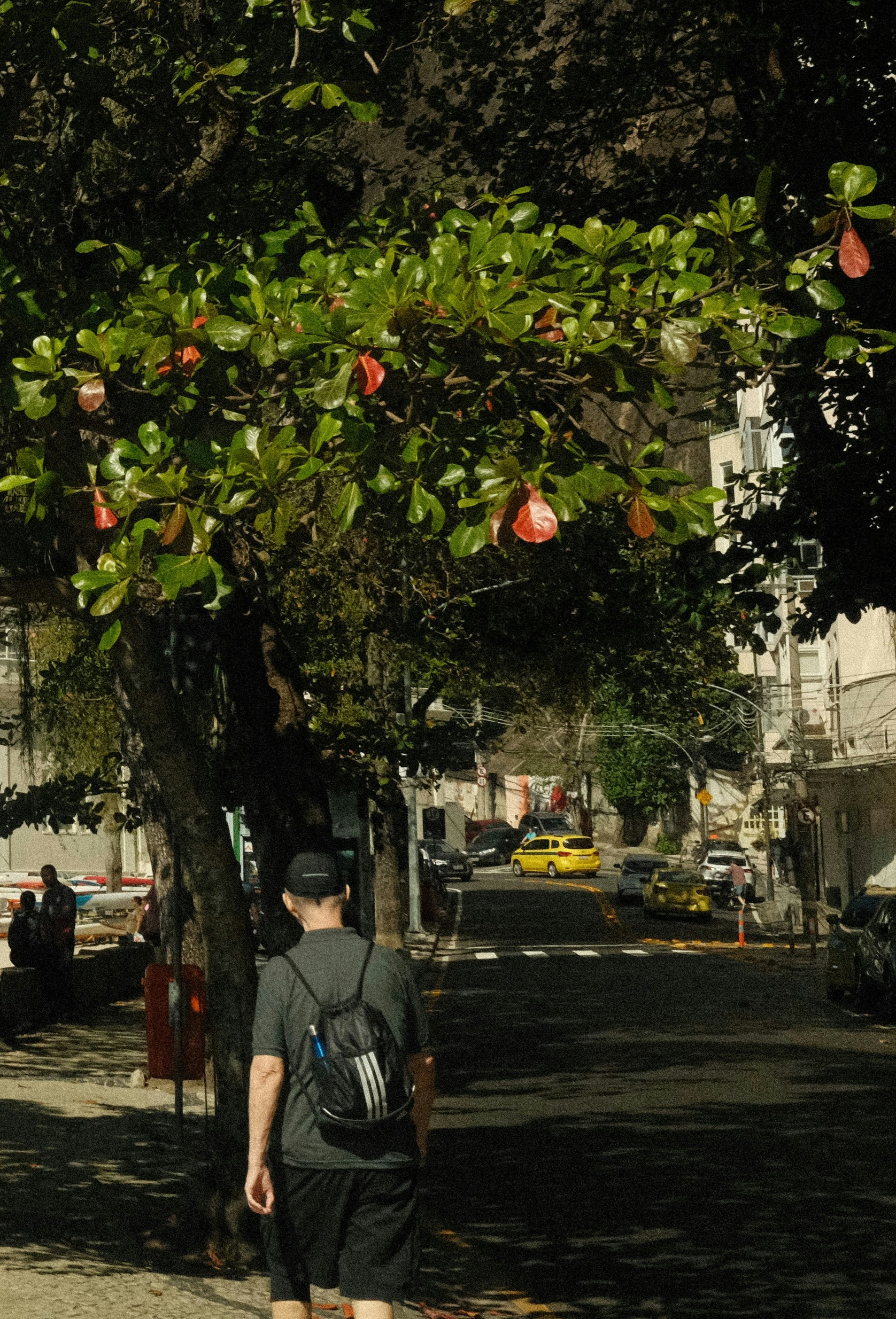 Back of the Walker Beneath a Lush City Canopy