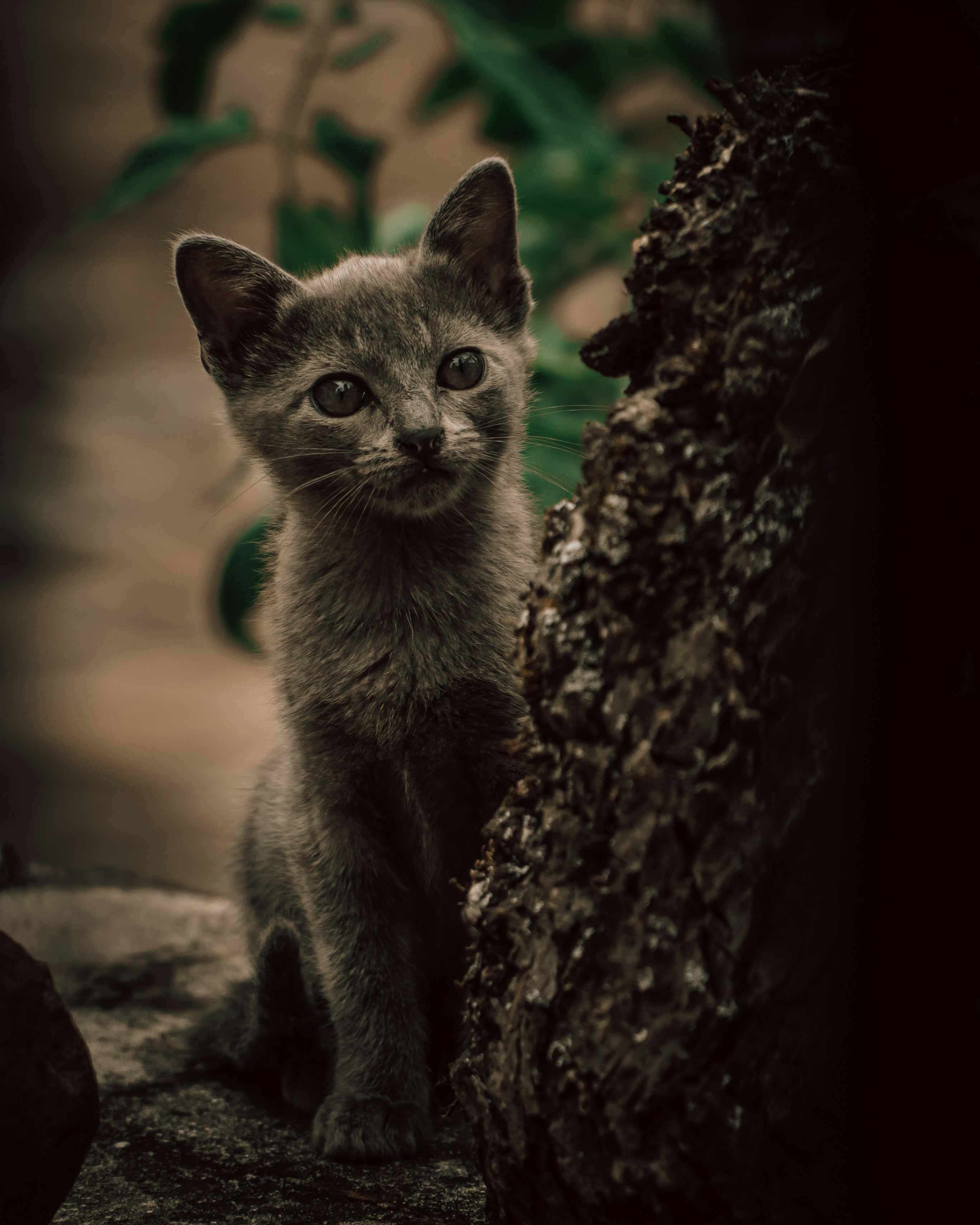 A curious Spanish kitten in an old Basque town called Mogrovejo | A small kitten standing next to a tree