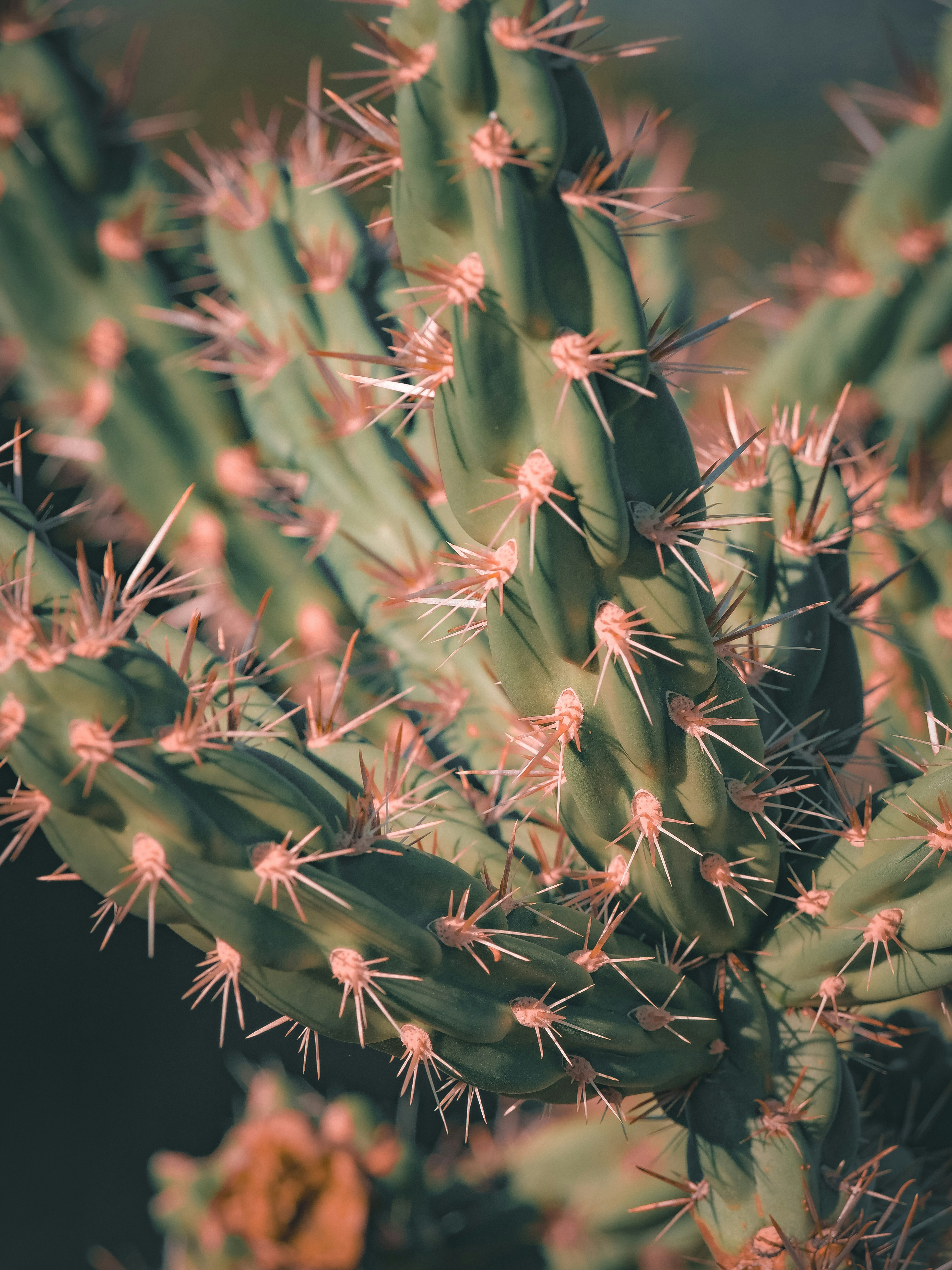 Emerald Spiral: Soft Desert Light on a Thorned Crown