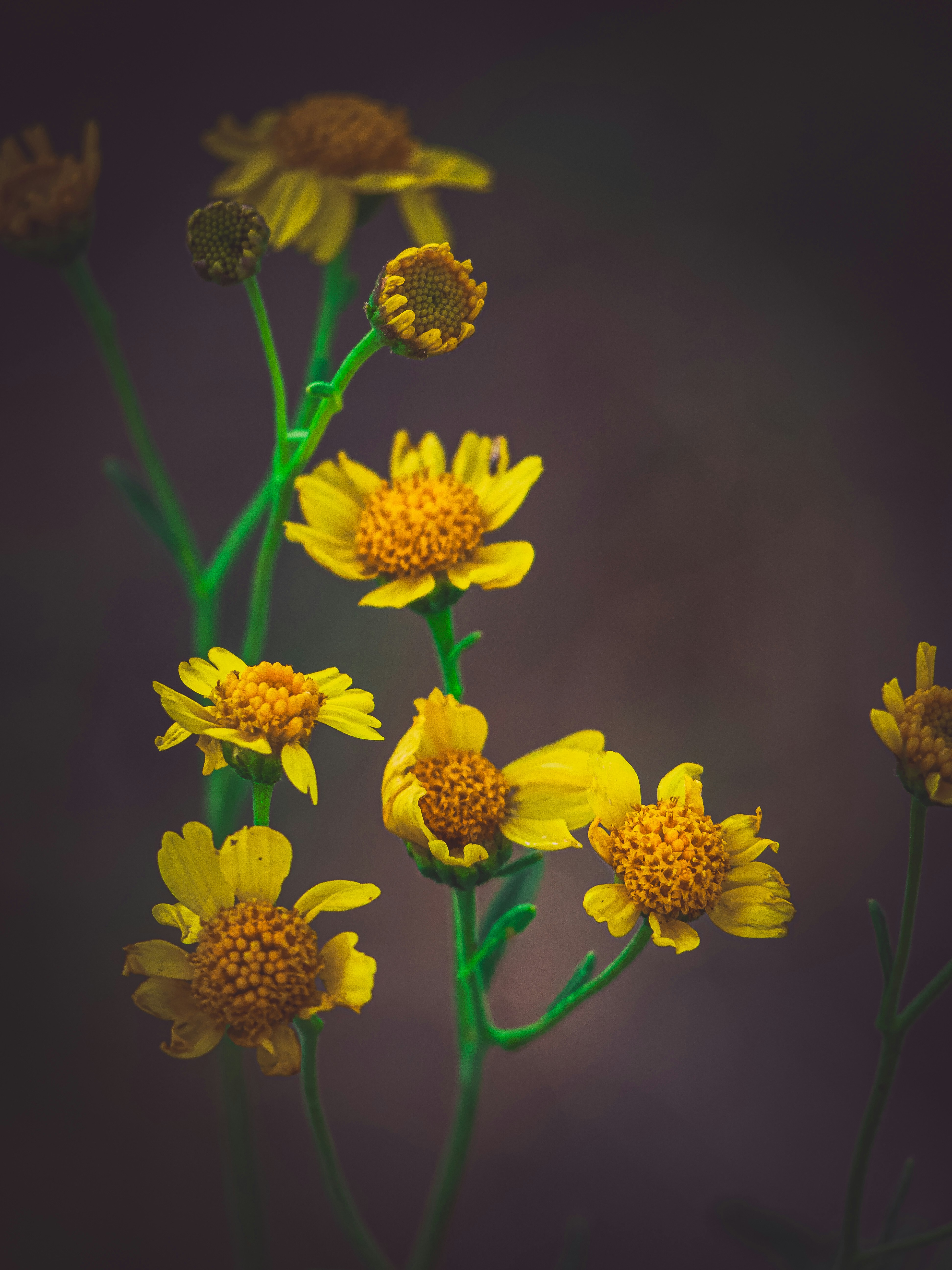 Amber Bloom Chorus in a Velvet Backdrop