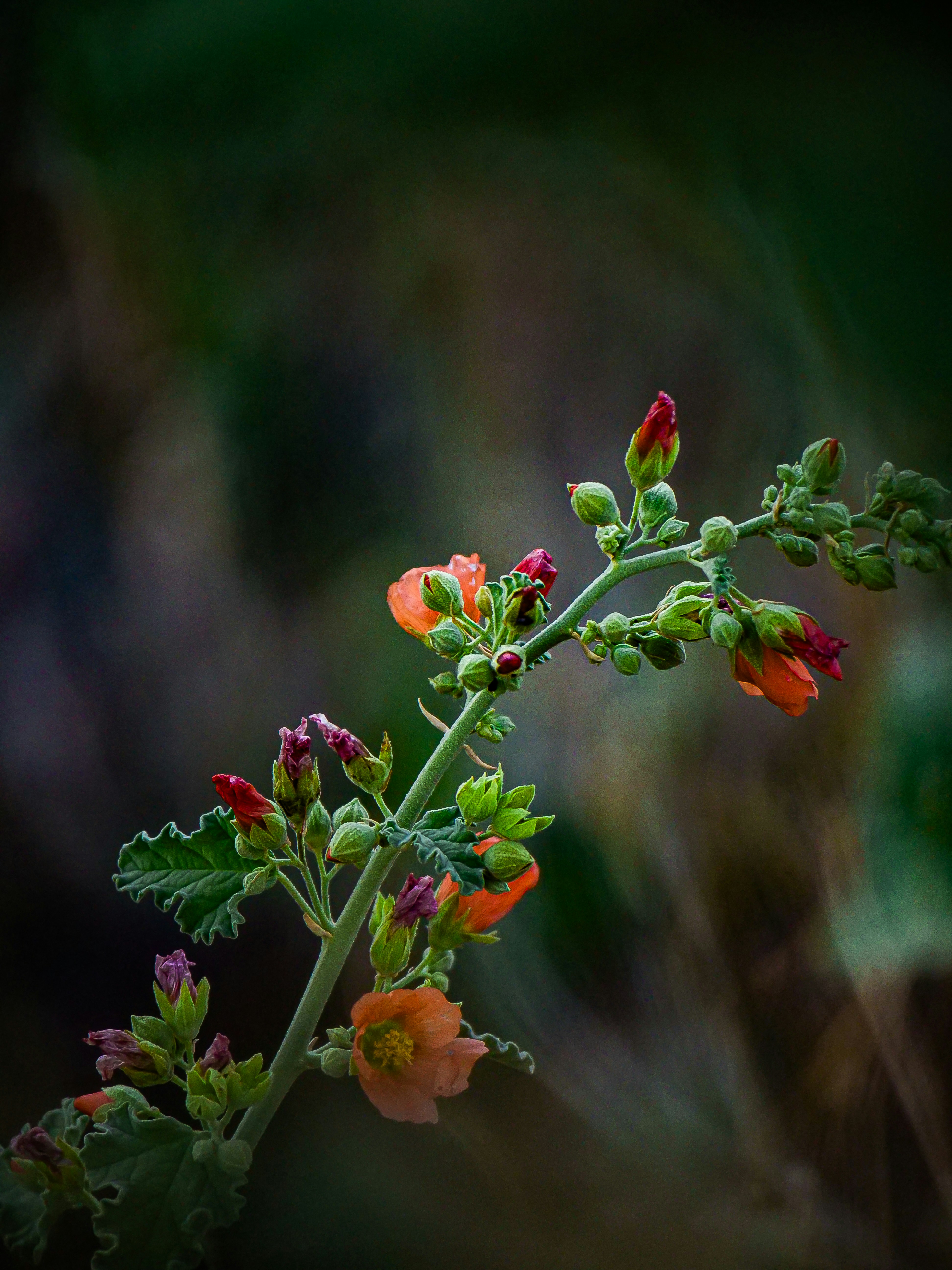Orange Quince Bloom: Close-Up on a Thorned Stem in Velvet Green