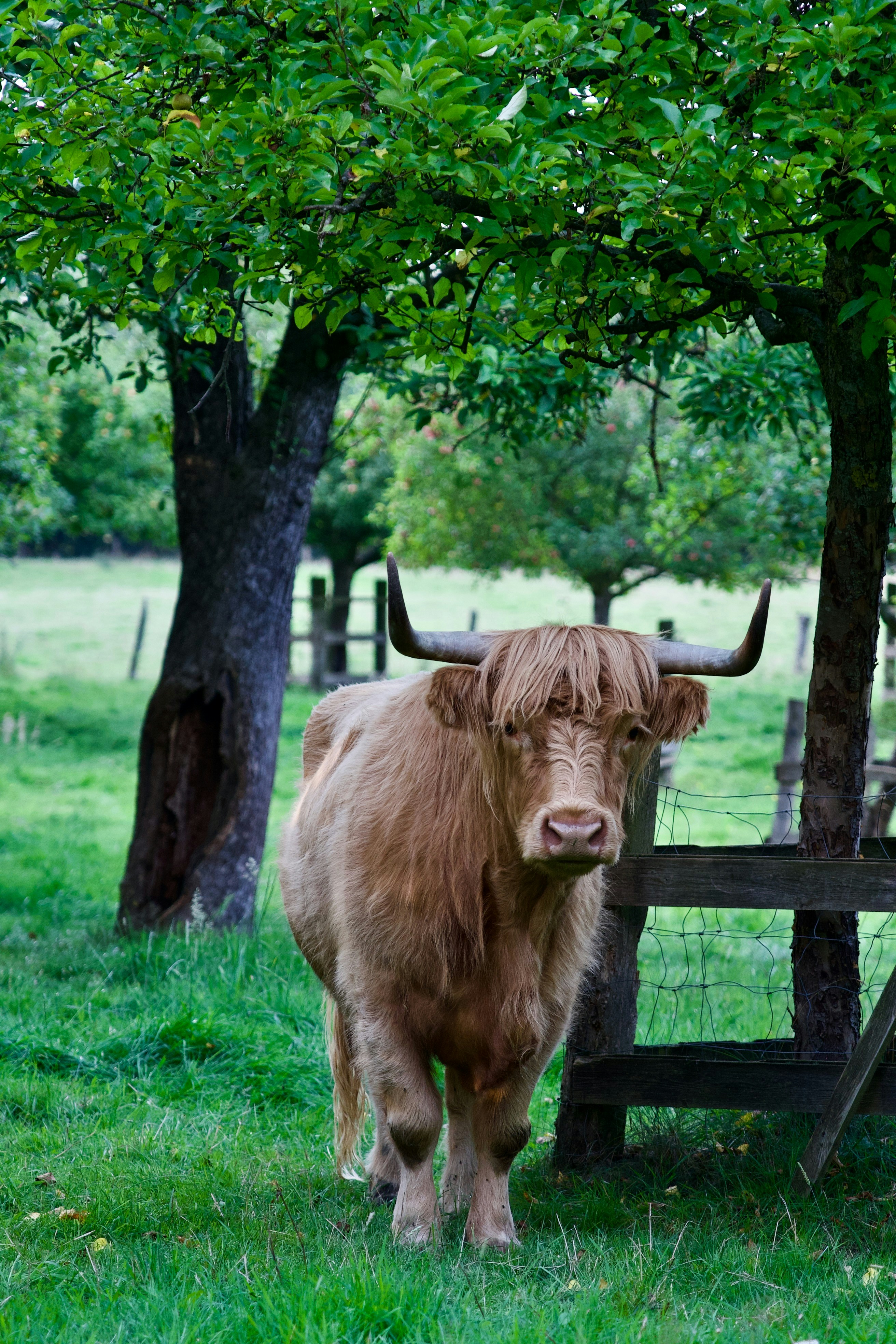 Horns in the Green: A Highland Cow Pausing Beneath Leafy Canopy
