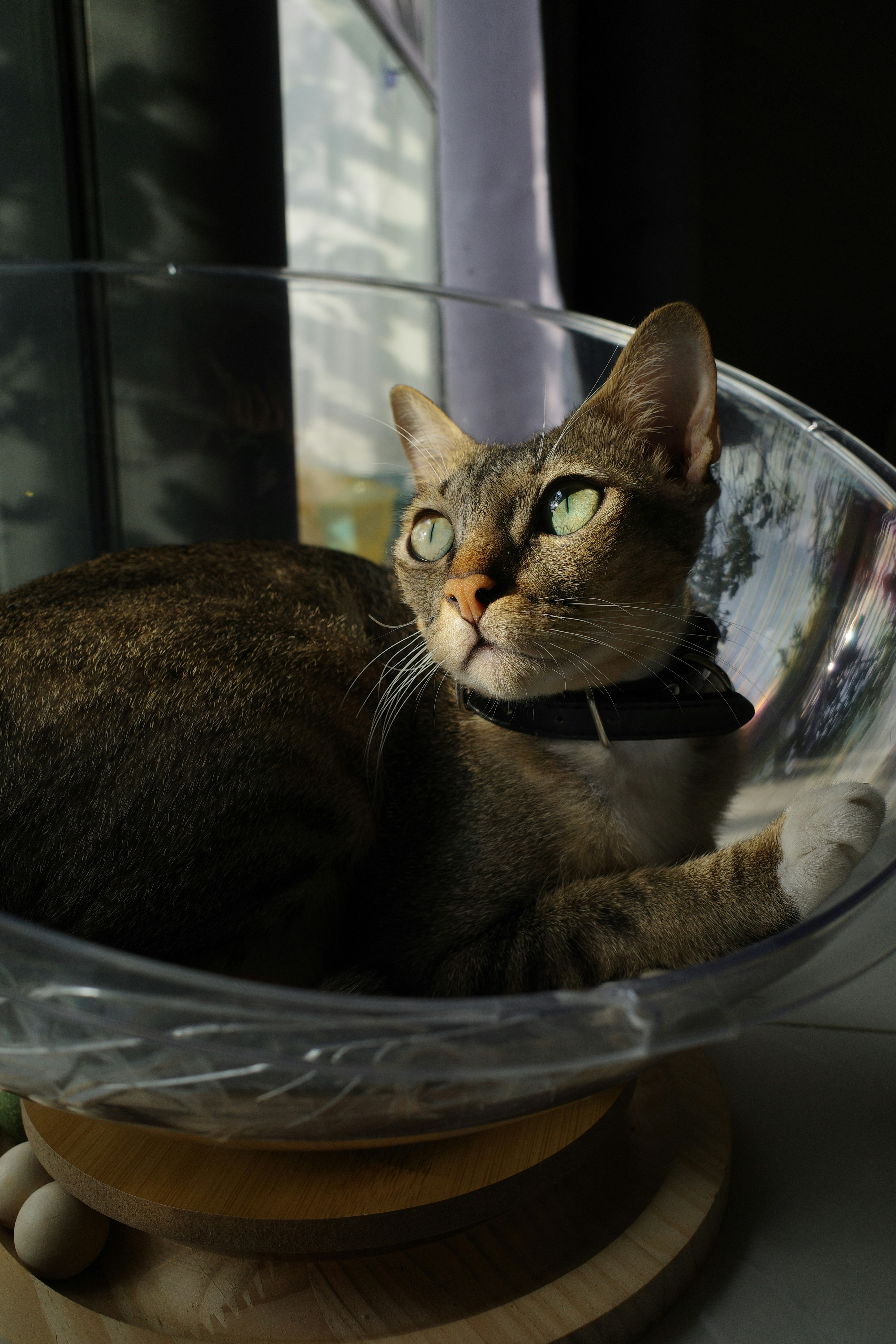 Glass-Bowl Reverie: A Cat Resting in Quiet Window Light