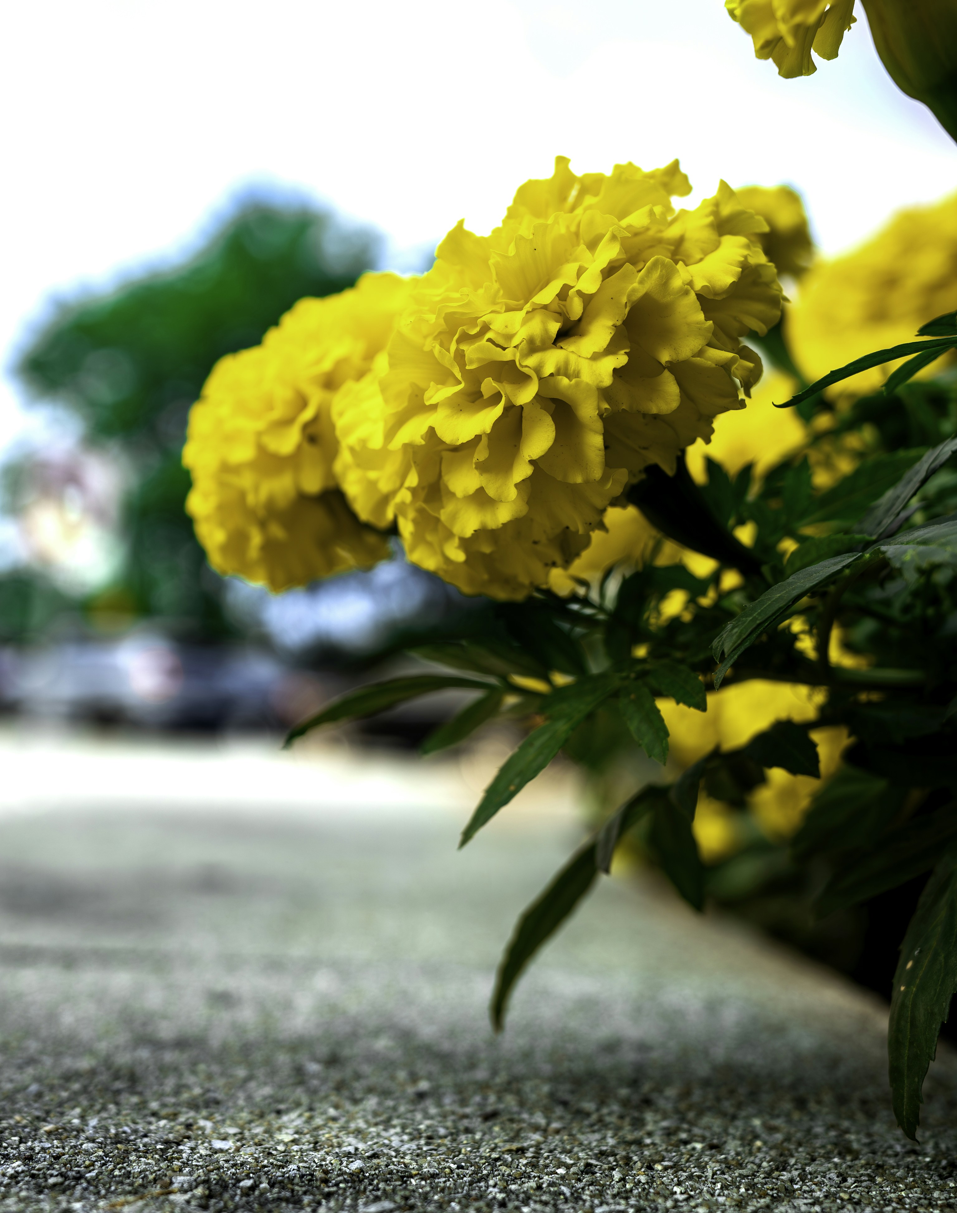 Golden Marigolds: Crisp Petals Against a Soft-Blurred City Edge