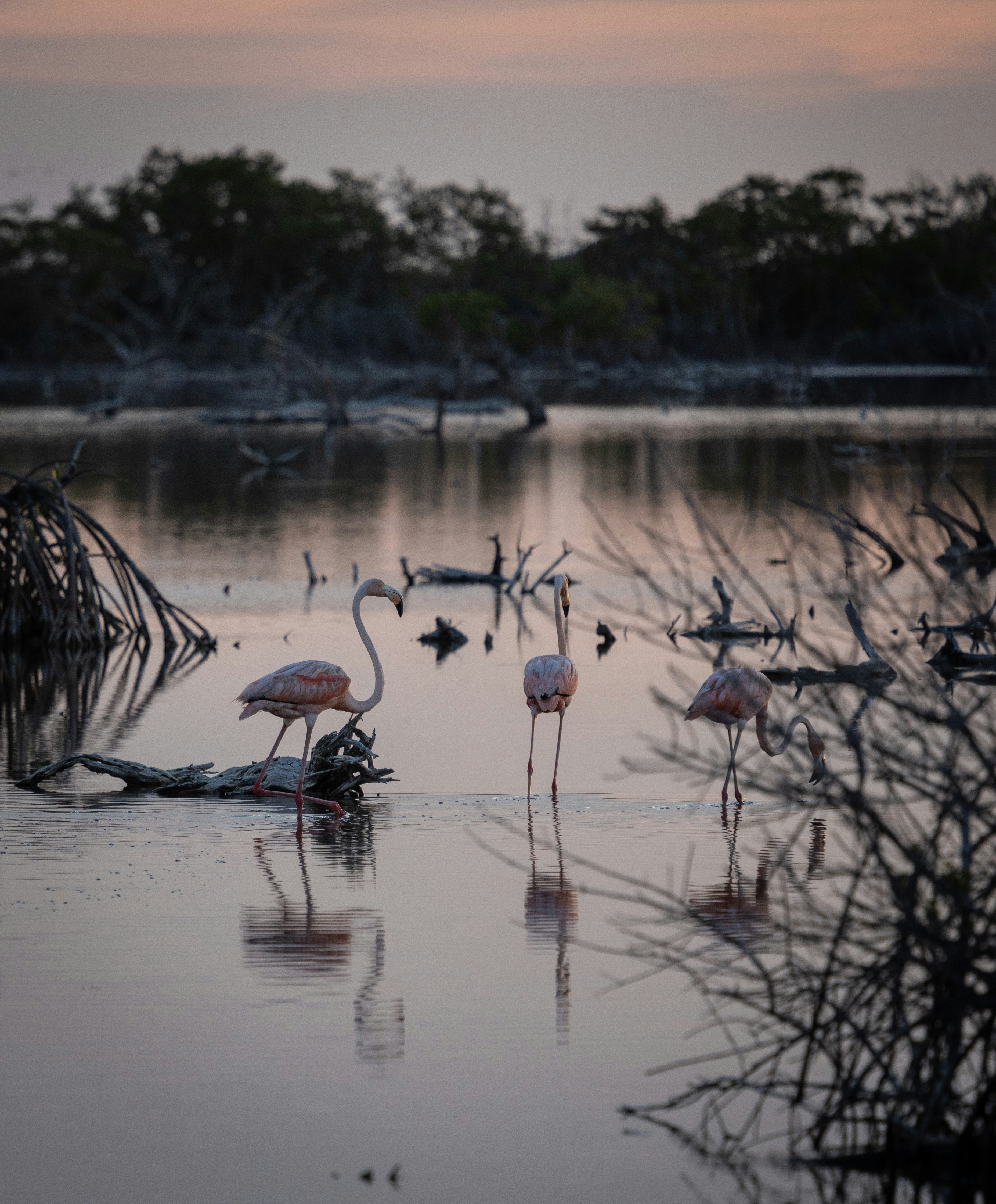 Heron Lagoon: Twilight Portrait in Quiet Waters