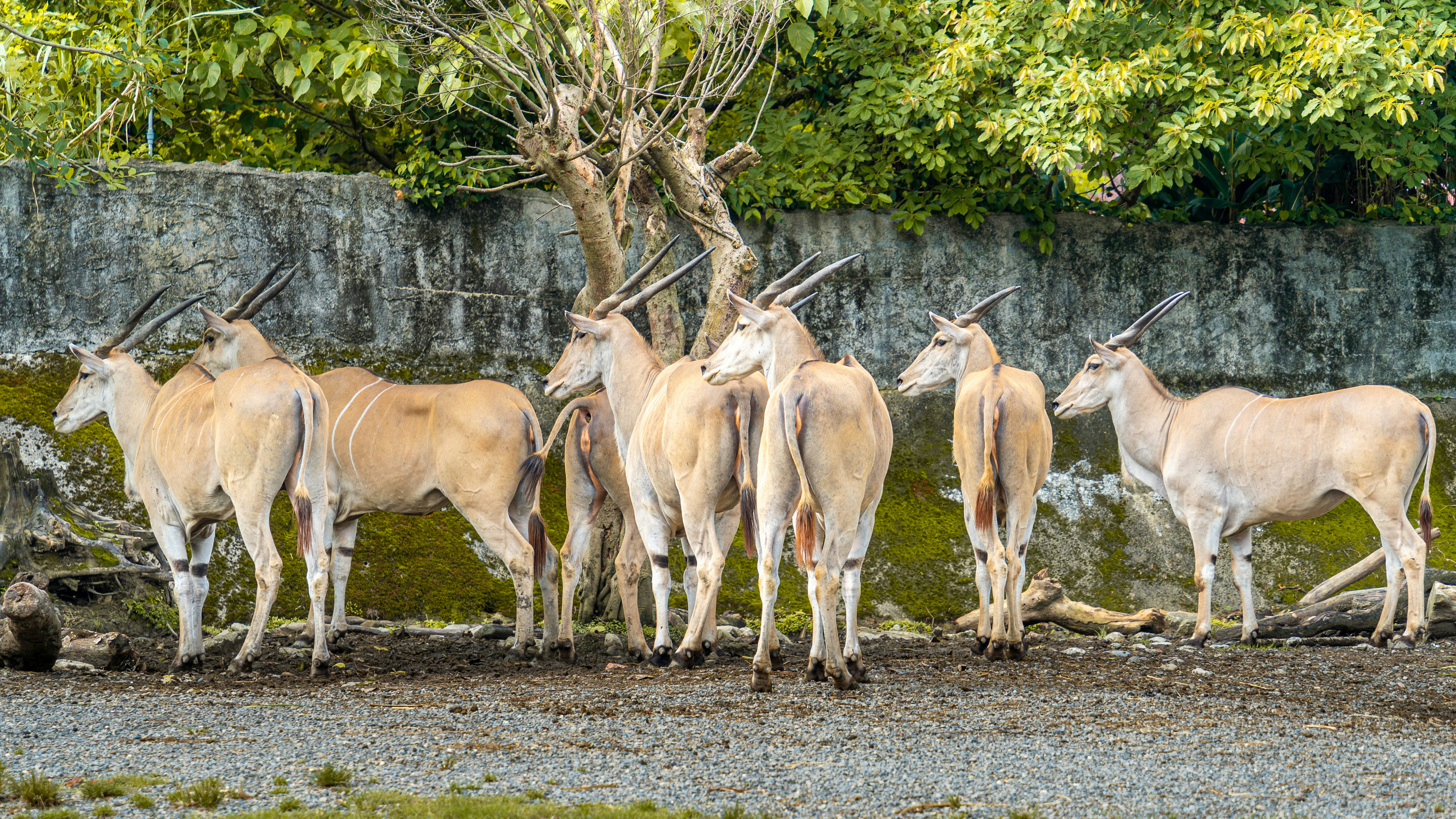 Pale Antelope Herd at the Weathered Riverbank